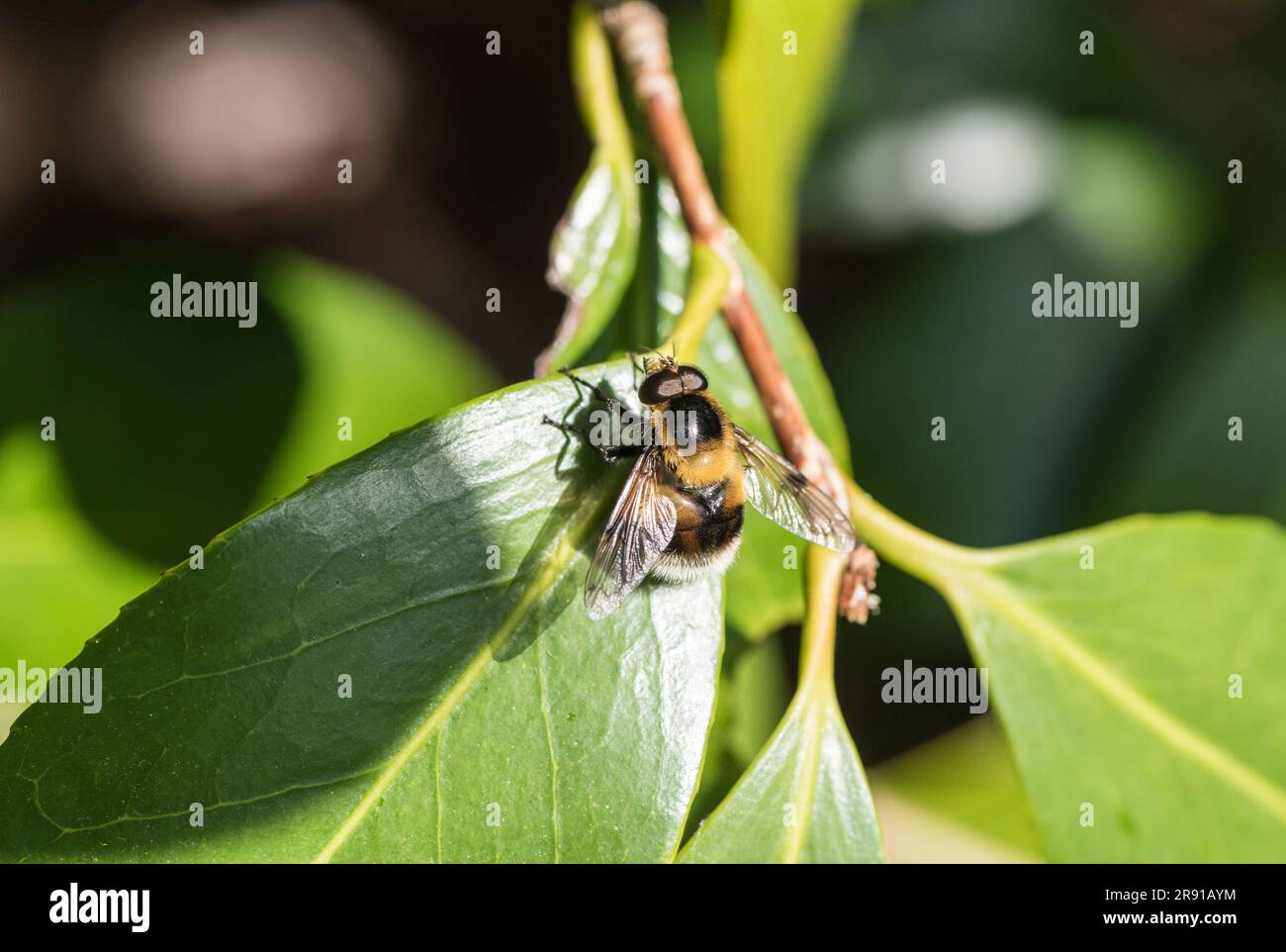 Perched Bumble-Bee Hoverfly (Volucella bombylans) in the UK Stock Photo ...