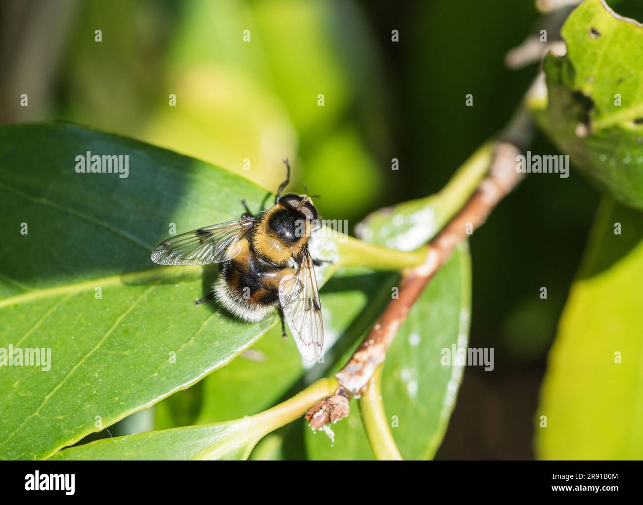 Perched Bumble-Bee Hoverfly (Volucella bombylans) in the UK Stock Photo ...