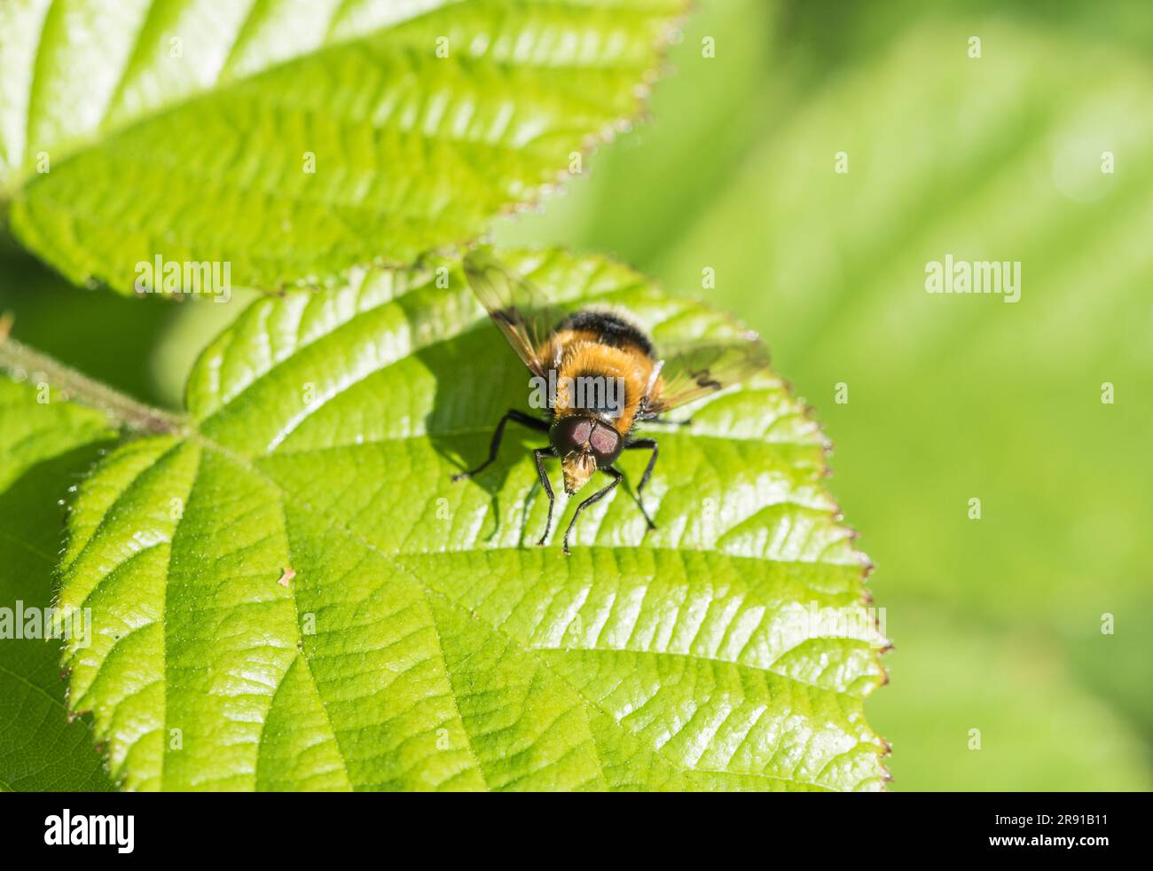Perched Bumble-Bee Hoverfly (Volucella bombylans) in the UK Stock Photo ...