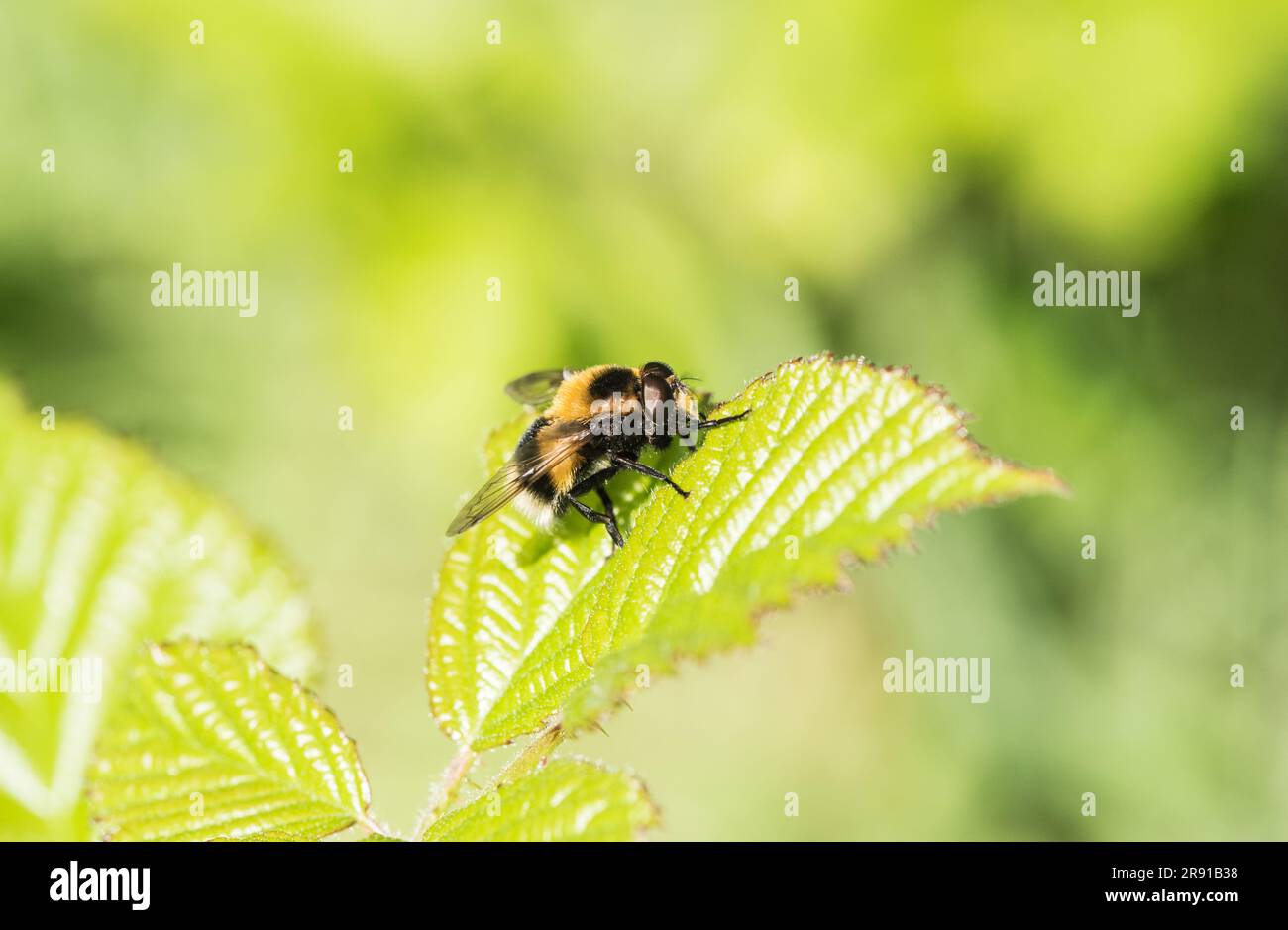 Perched Bumble-Bee Hoverfly (Volucella bombylans) in the UK Stock Photo ...