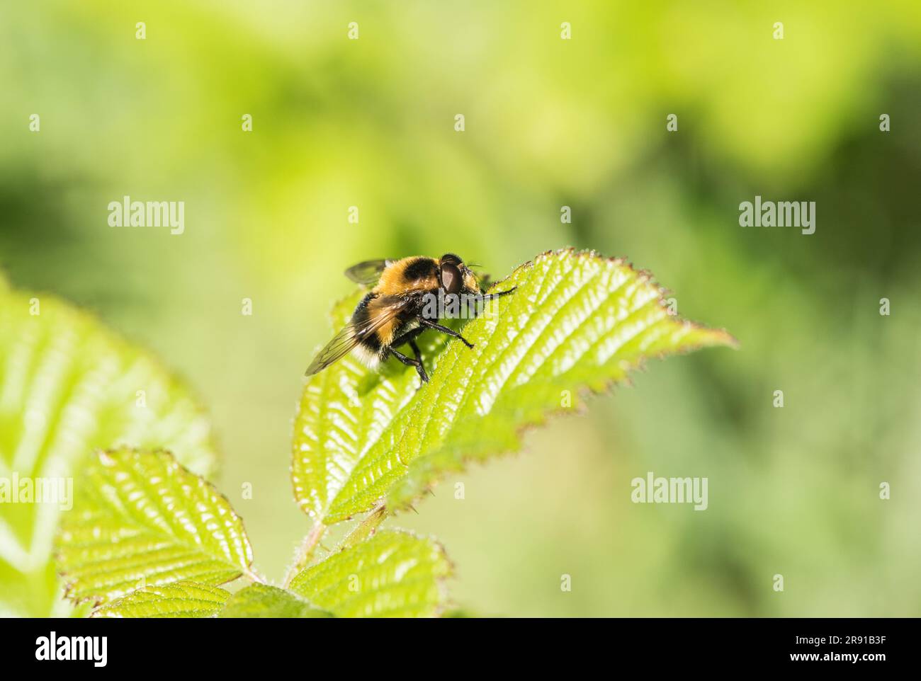 Perched Bumble-Bee Hoverfly (Volucella bombylans) in the UK Stock Photo ...