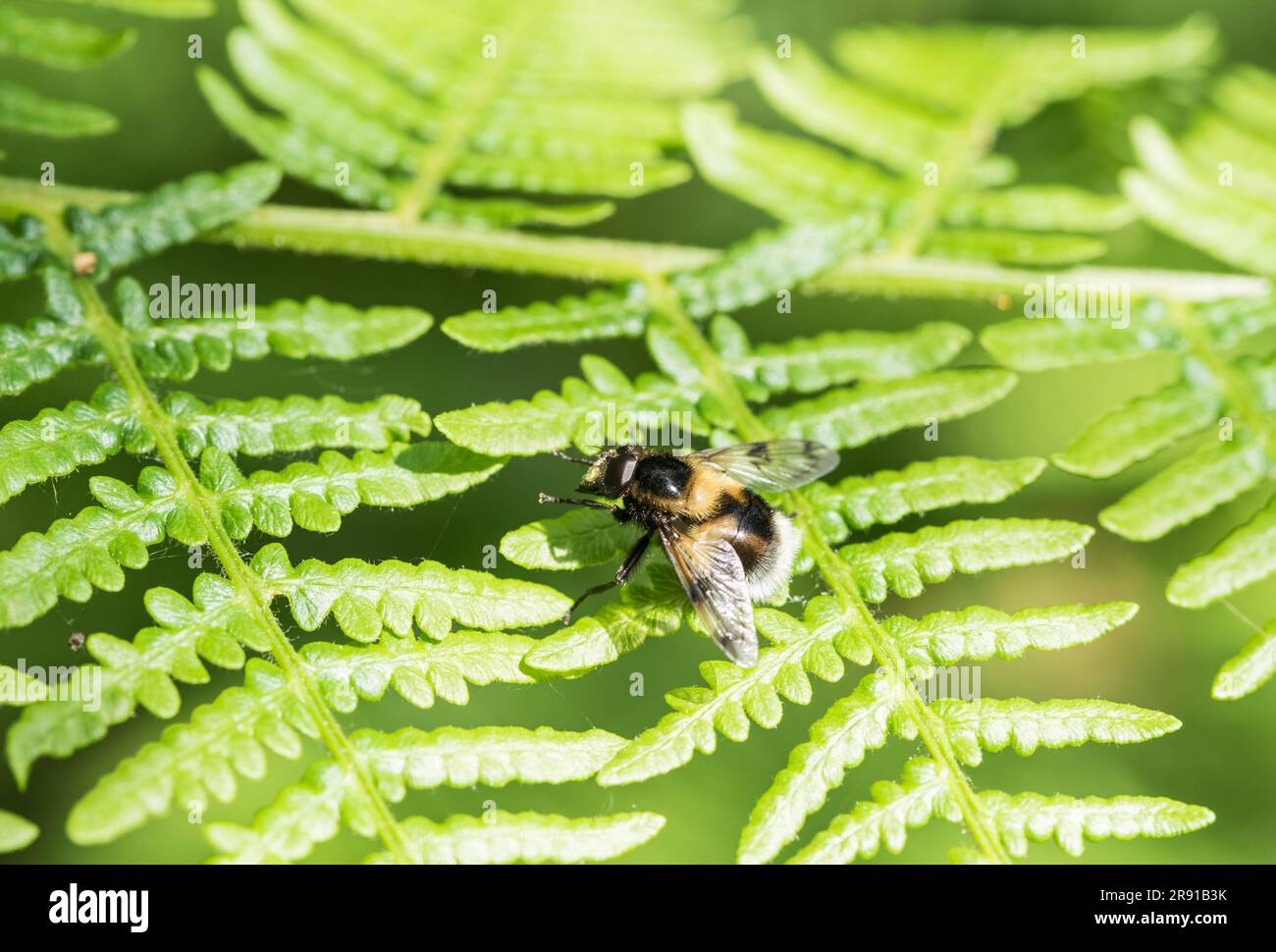 Perched Bumble-Bee Hoverfly (Volucella bombylans) in the UK Stock Photo ...