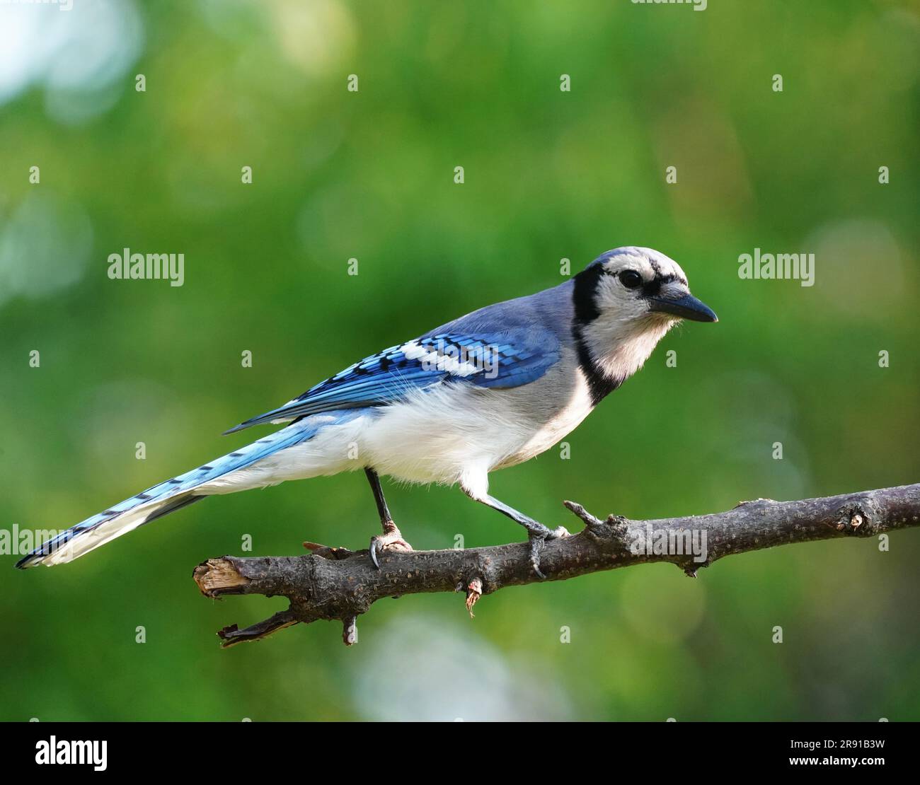 Early light hi-res stock photography and images - Alamy