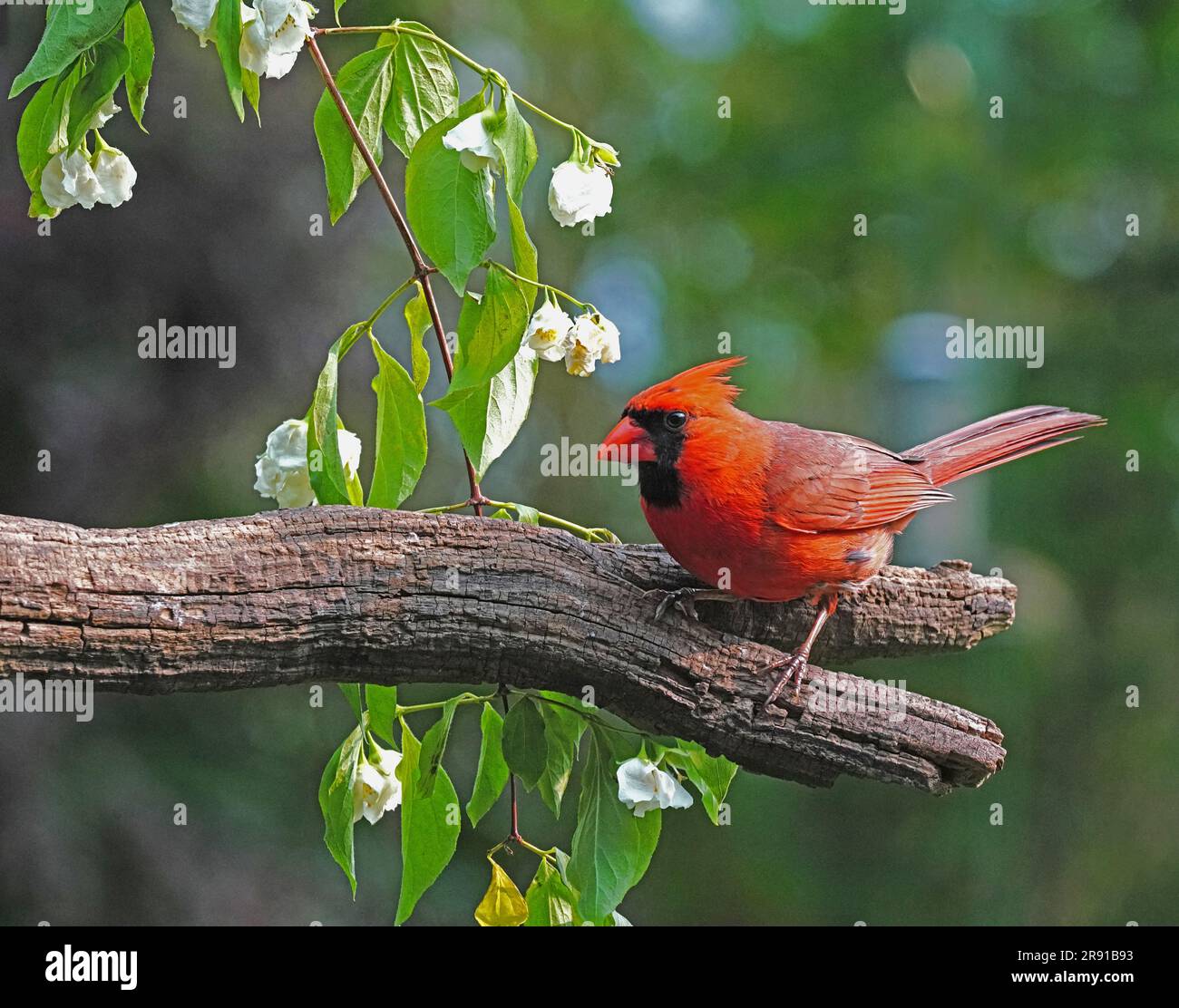Northern Cardinal male with white blossoms in spring in Michigan Stock ...