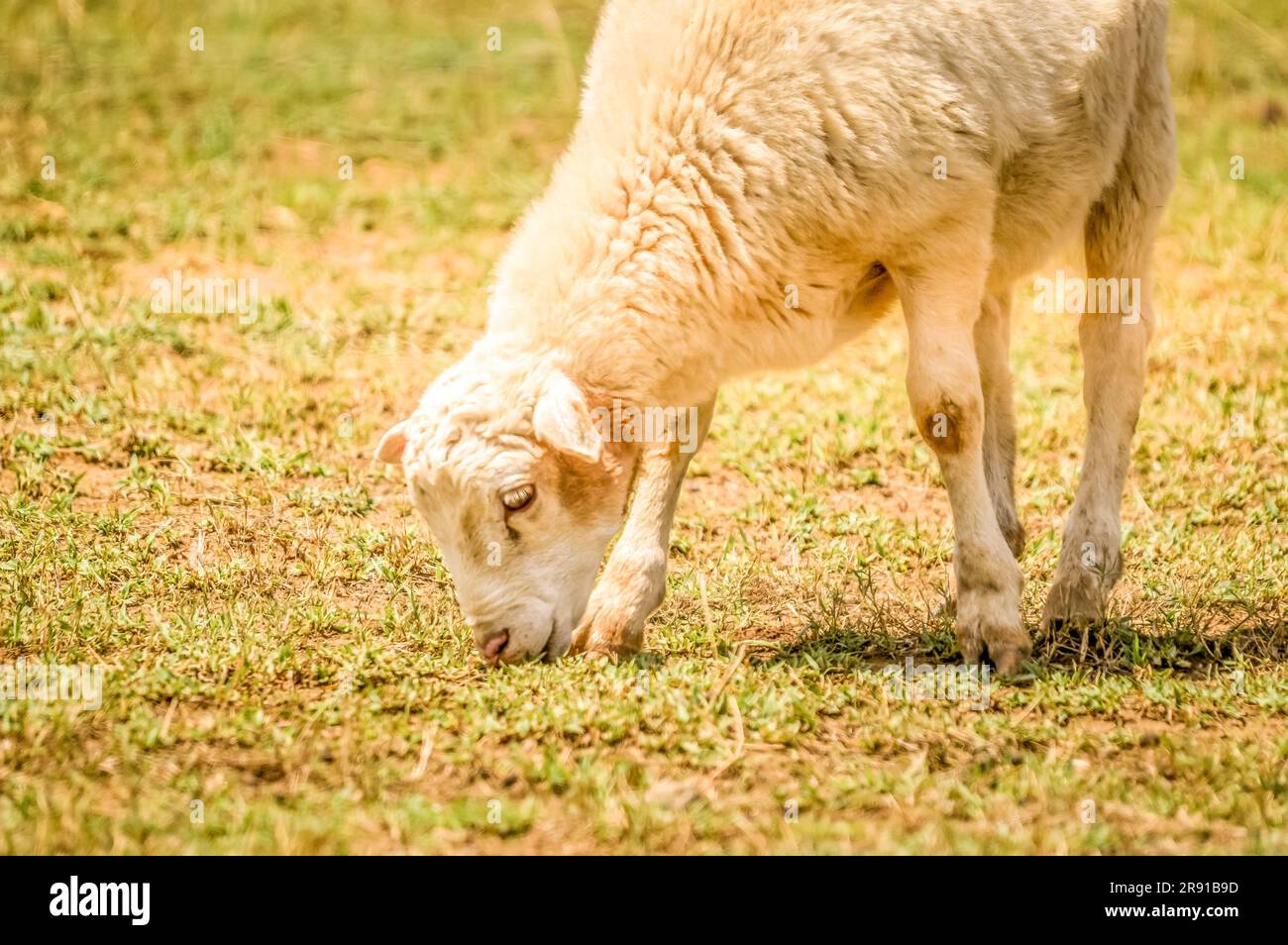 Cute Merino sheep in a farm pasture land in Midlands in South Africa ...