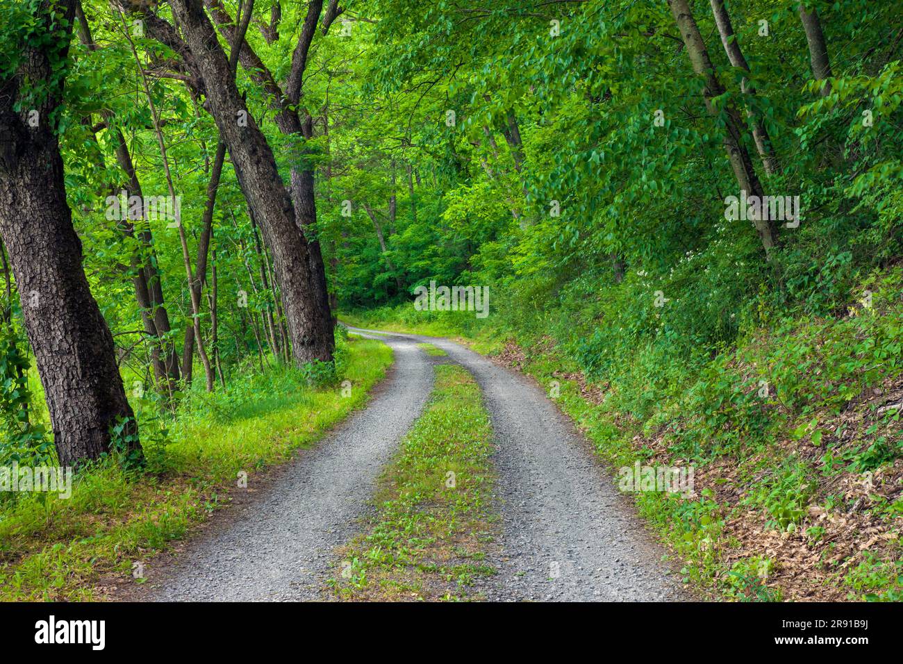 Pennsylvania forest road hi-res stock photography and images - Alamy