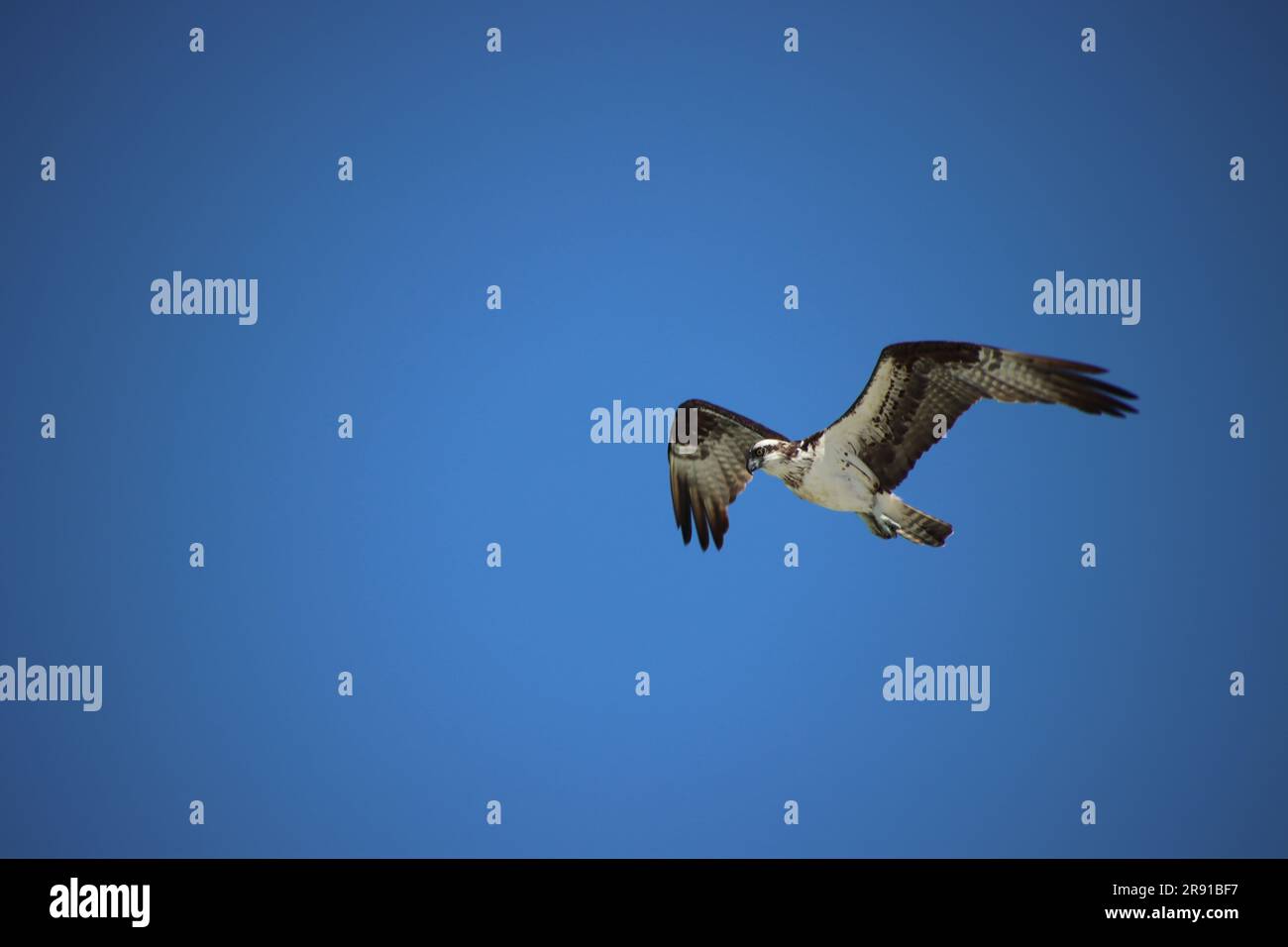 Osprey raptor bird of prey in flight overhead in clear blue sky Stock ...