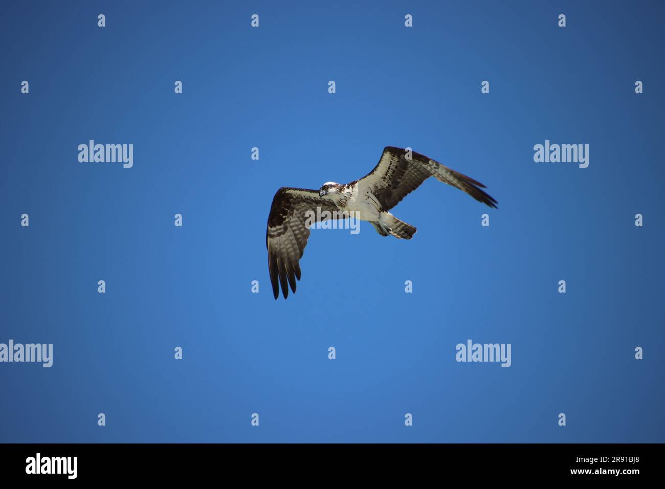 Osprey raptor bird of prey in flight overhead in clear blue sky Stock ...