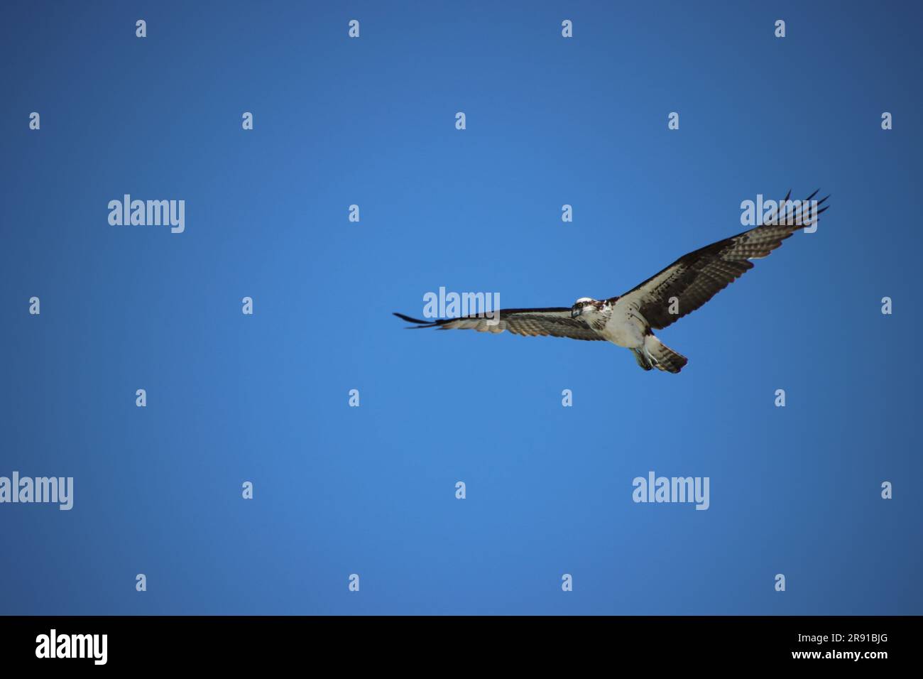 Osprey raptor bird of prey in flight overhead in clear blue sky Stock ...
