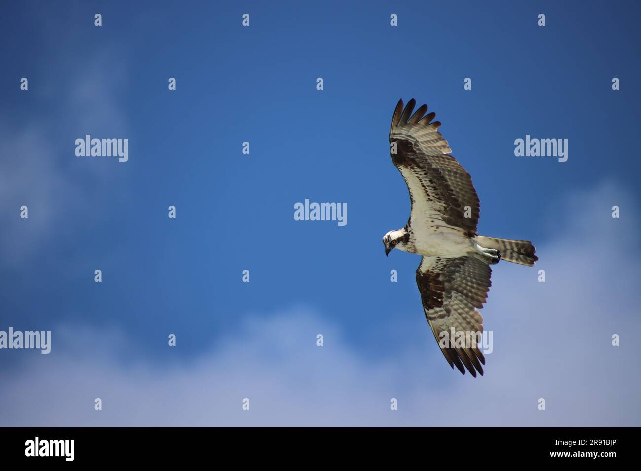 Osprey raptor bird of prey in flight overhead in clear blue sky Stock ...