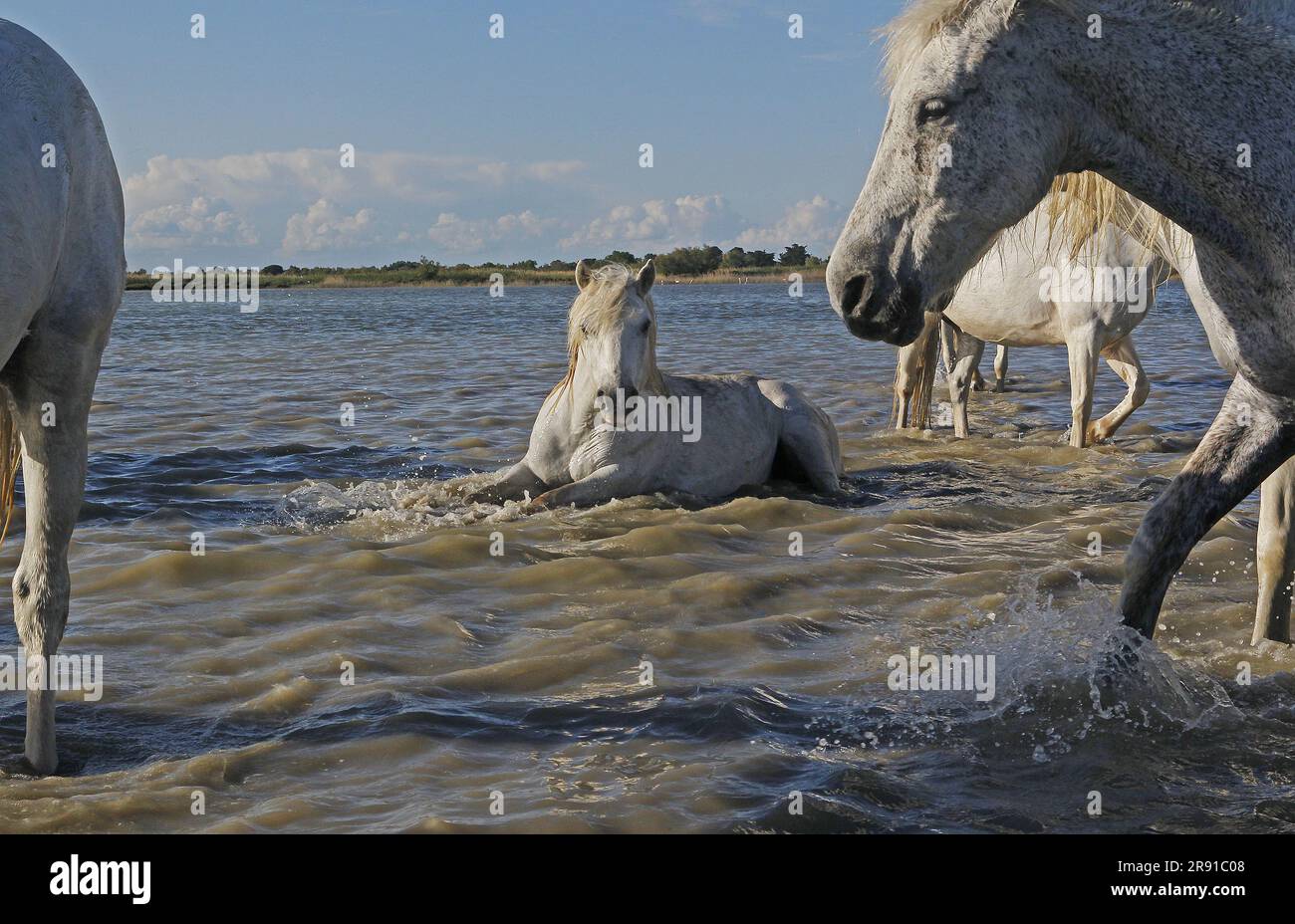 Camargue Horse, Standing in Swamp, Saintes Marie de la Mer in The South ...