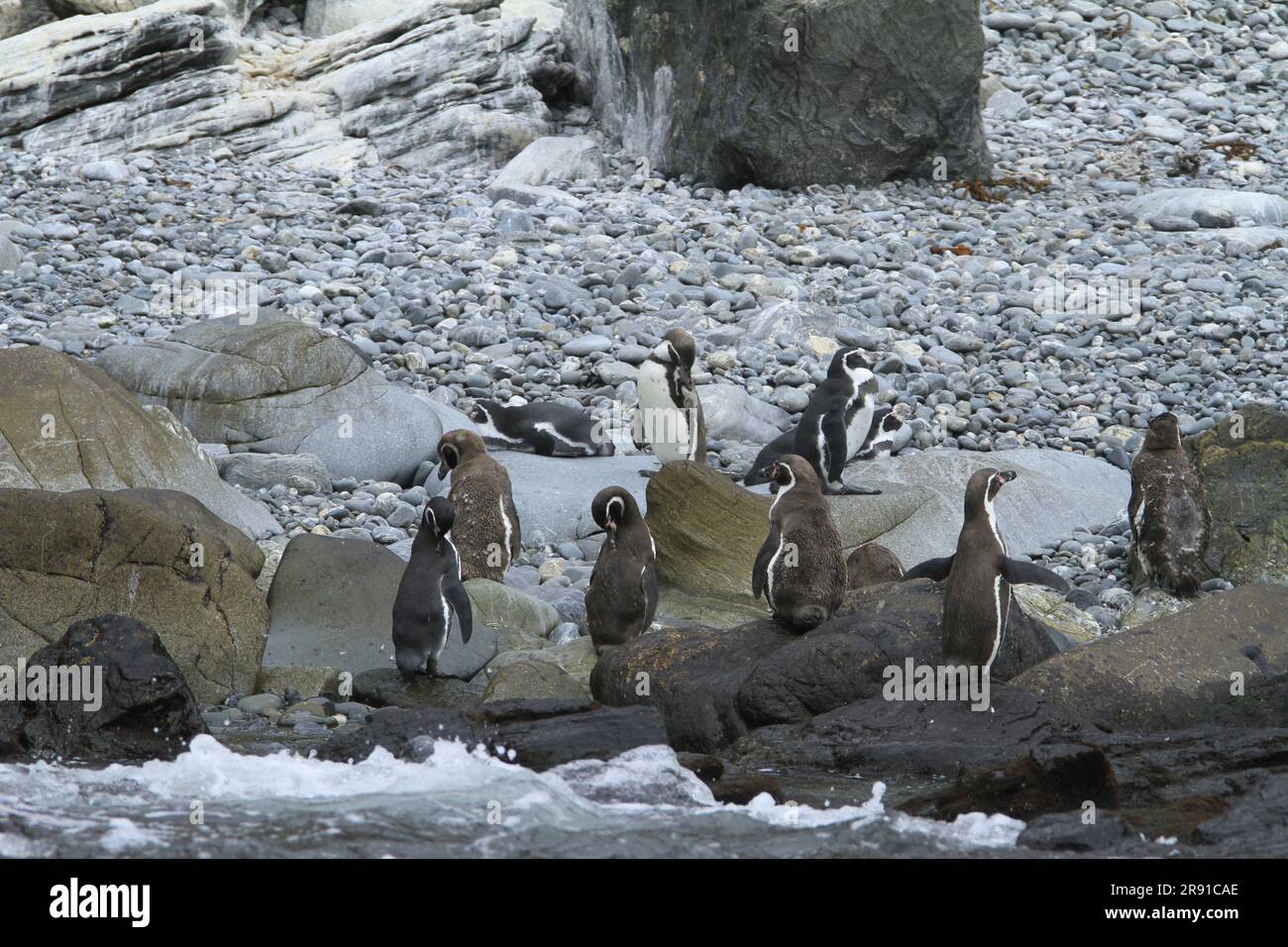 Isla Damas near La Serena Chile Stock Photo - Alamy