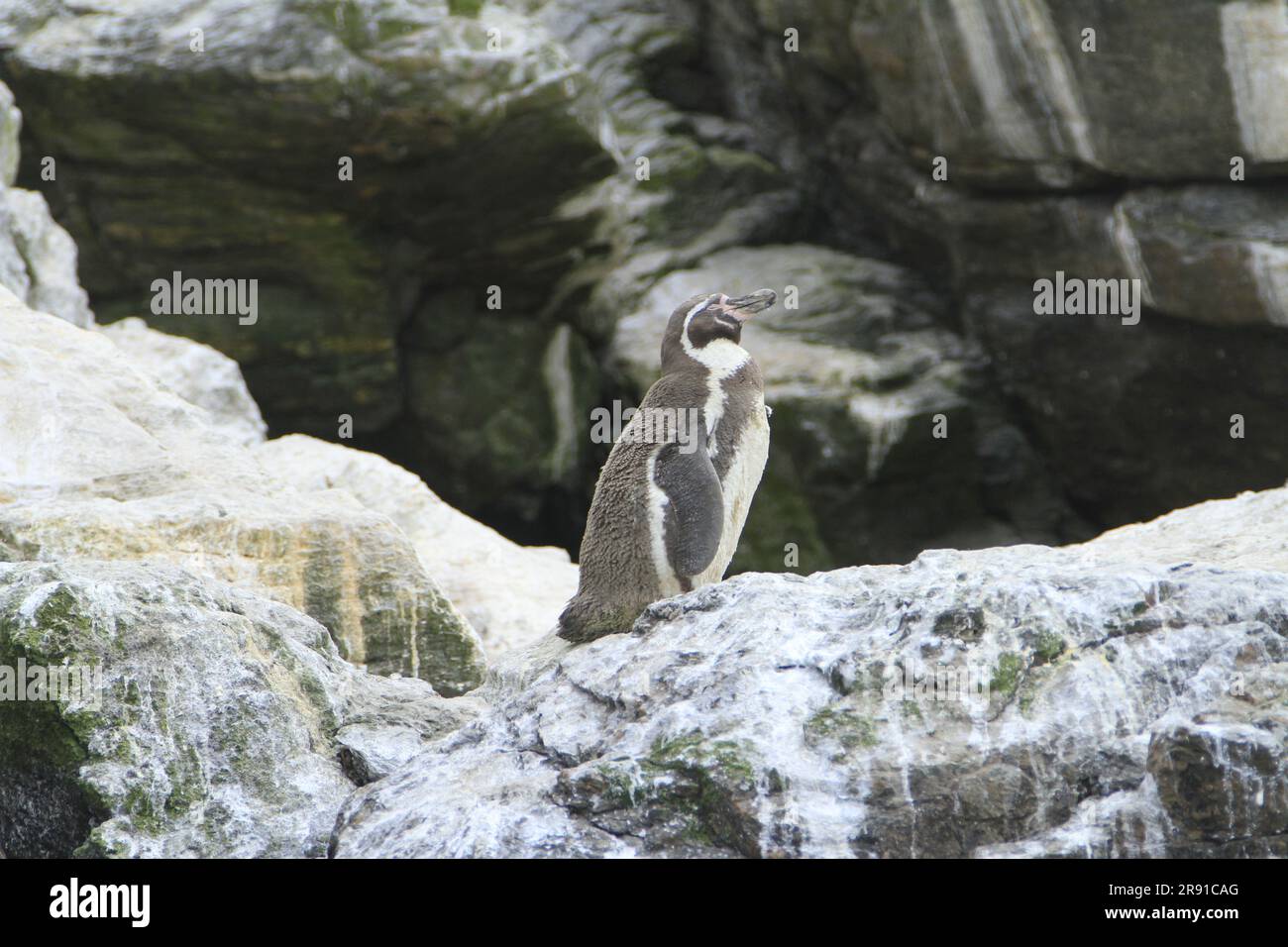 Isla Damas near La Serena Chile Stock Photo - Alamy