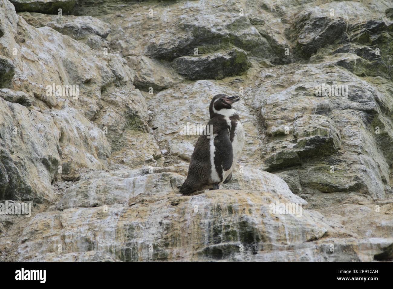 Isla Damas near La Serena Chile Stock Photo - Alamy