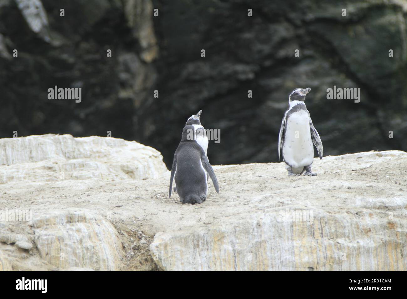 Isla Damas near La Serena Chile Stock Photo - Alamy