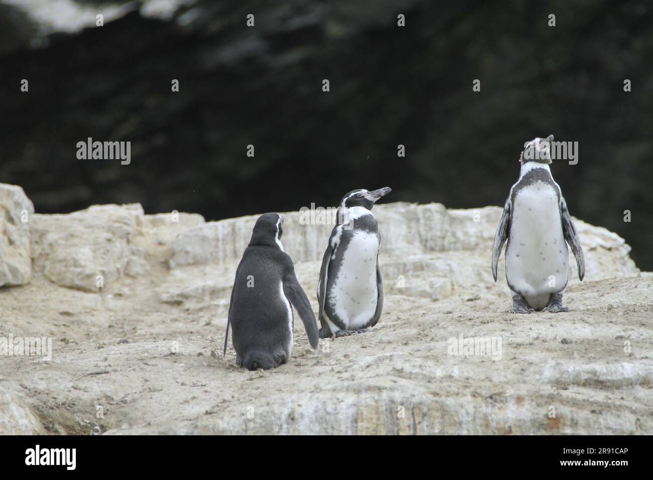 Isla Damas near La Serena Chile Stock Photo - Alamy