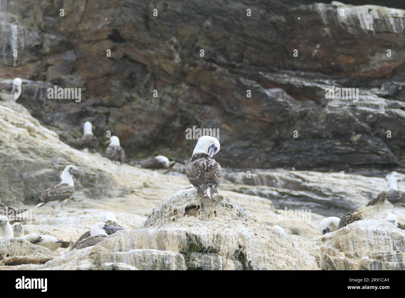 Isla Damas near La Serena Chile Stock Photo - Alamy