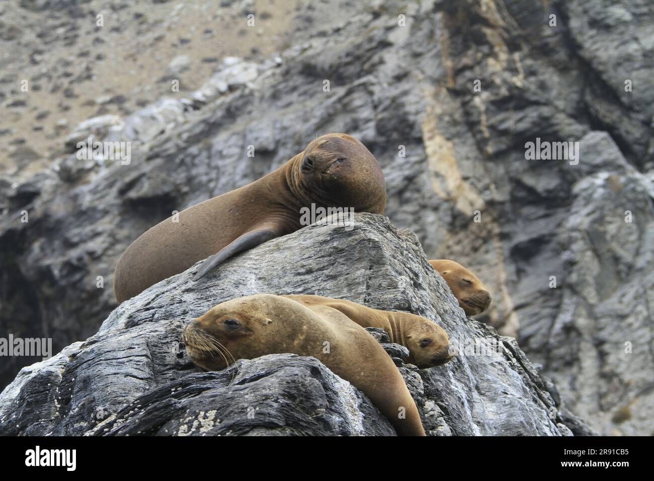 Isla Damas near La Serena Chile Stock Photo - Alamy