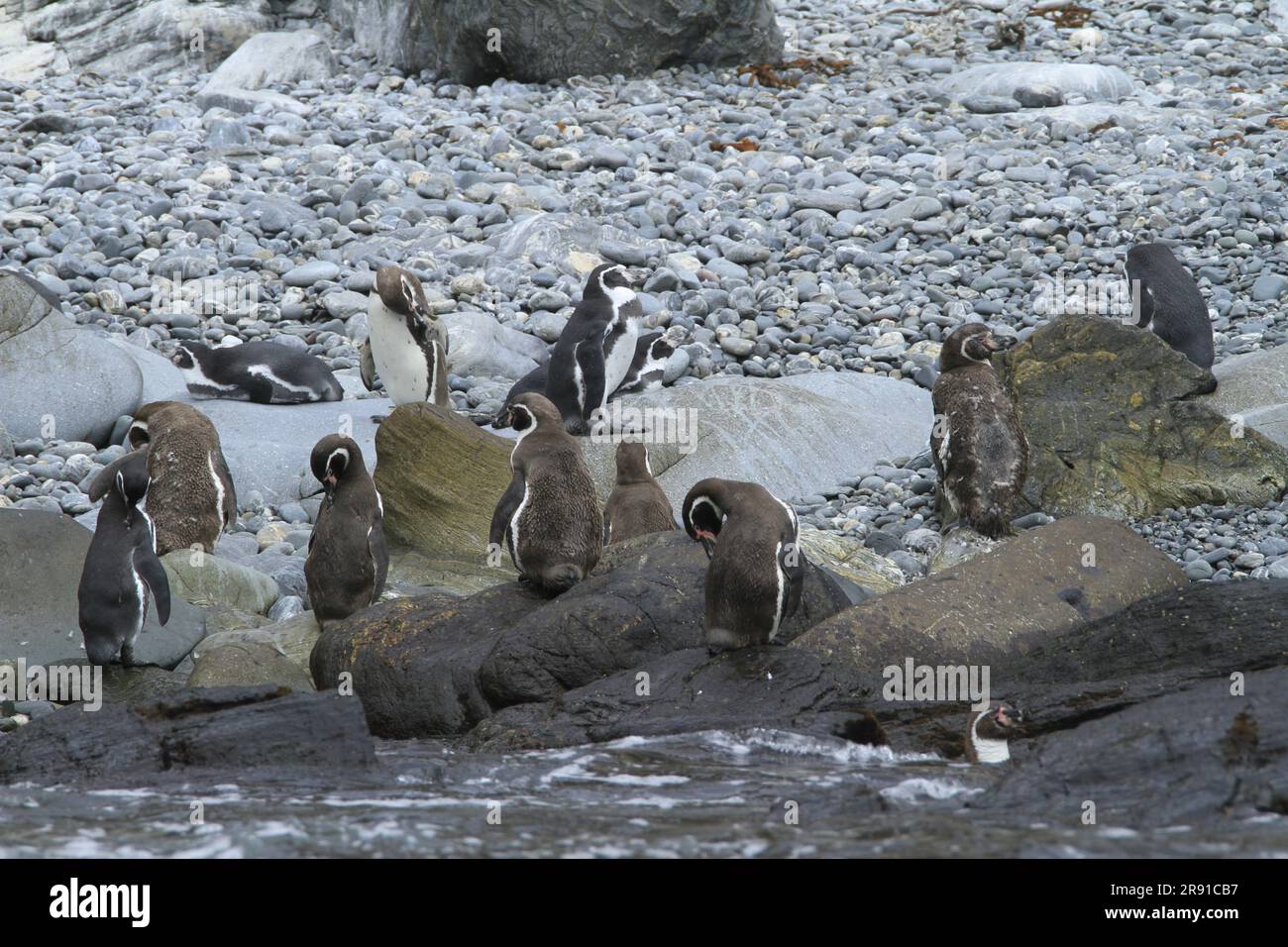 Isla Damas near La Serena Chile Stock Photo - Alamy