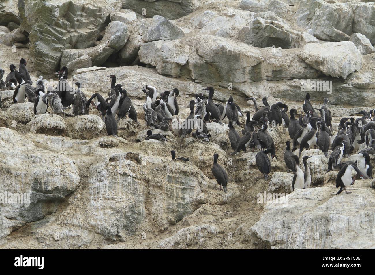 Isla Damas near La Serena Chile Stock Photo - Alamy