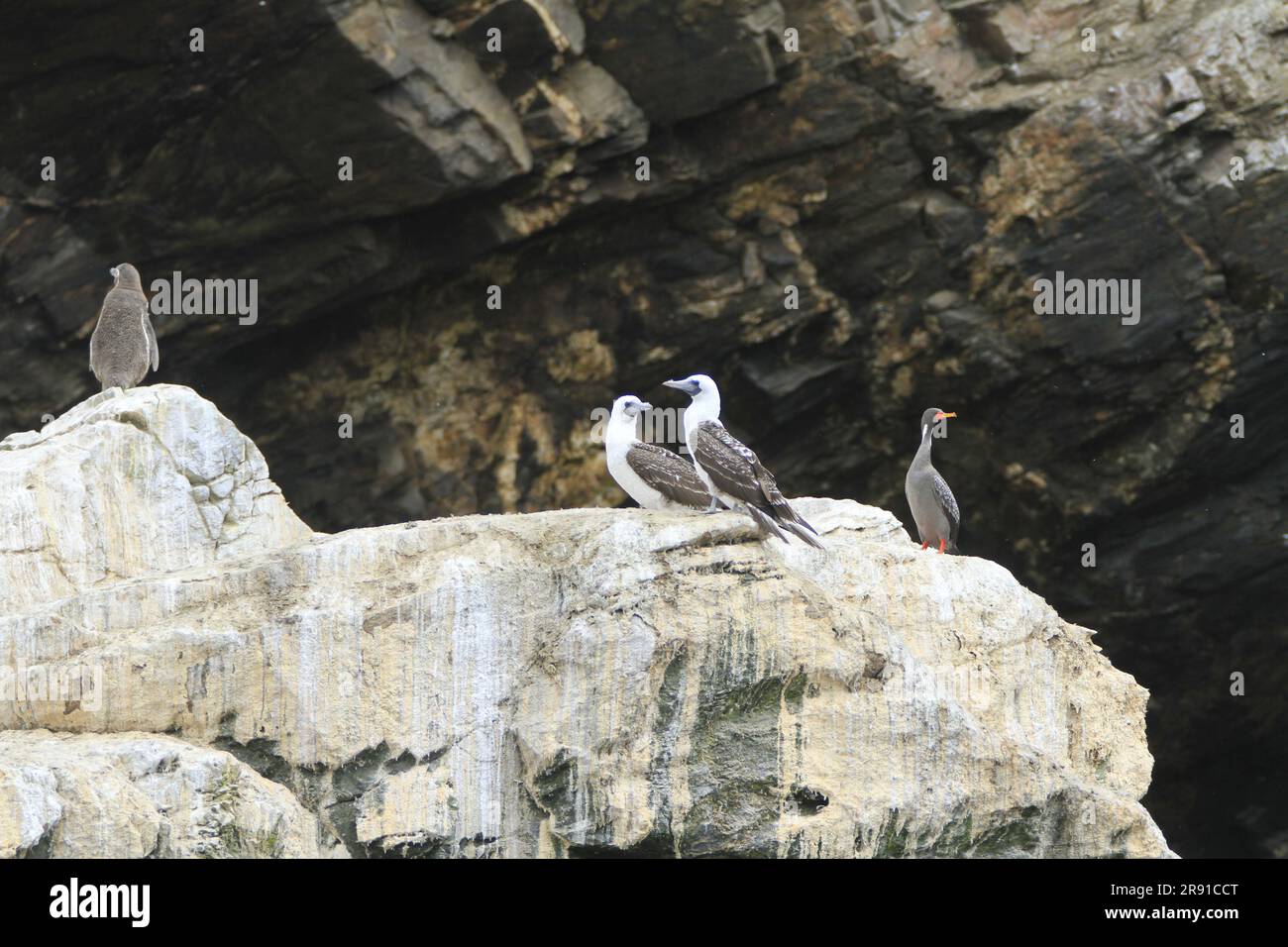Isla Damas near La Serena Chile Stock Photo - Alamy