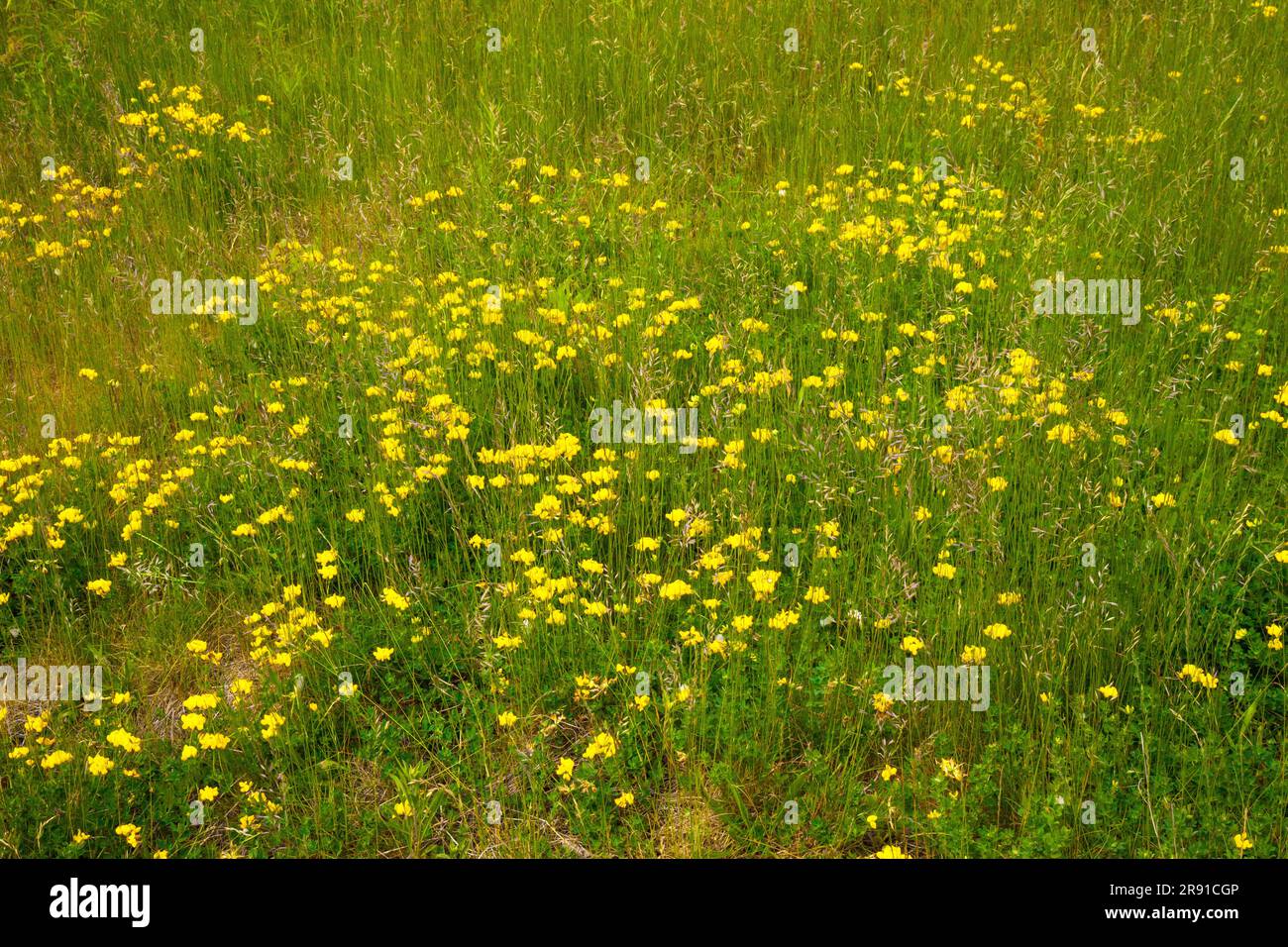 Angiosperms hi-res stock photography and images - Alamy