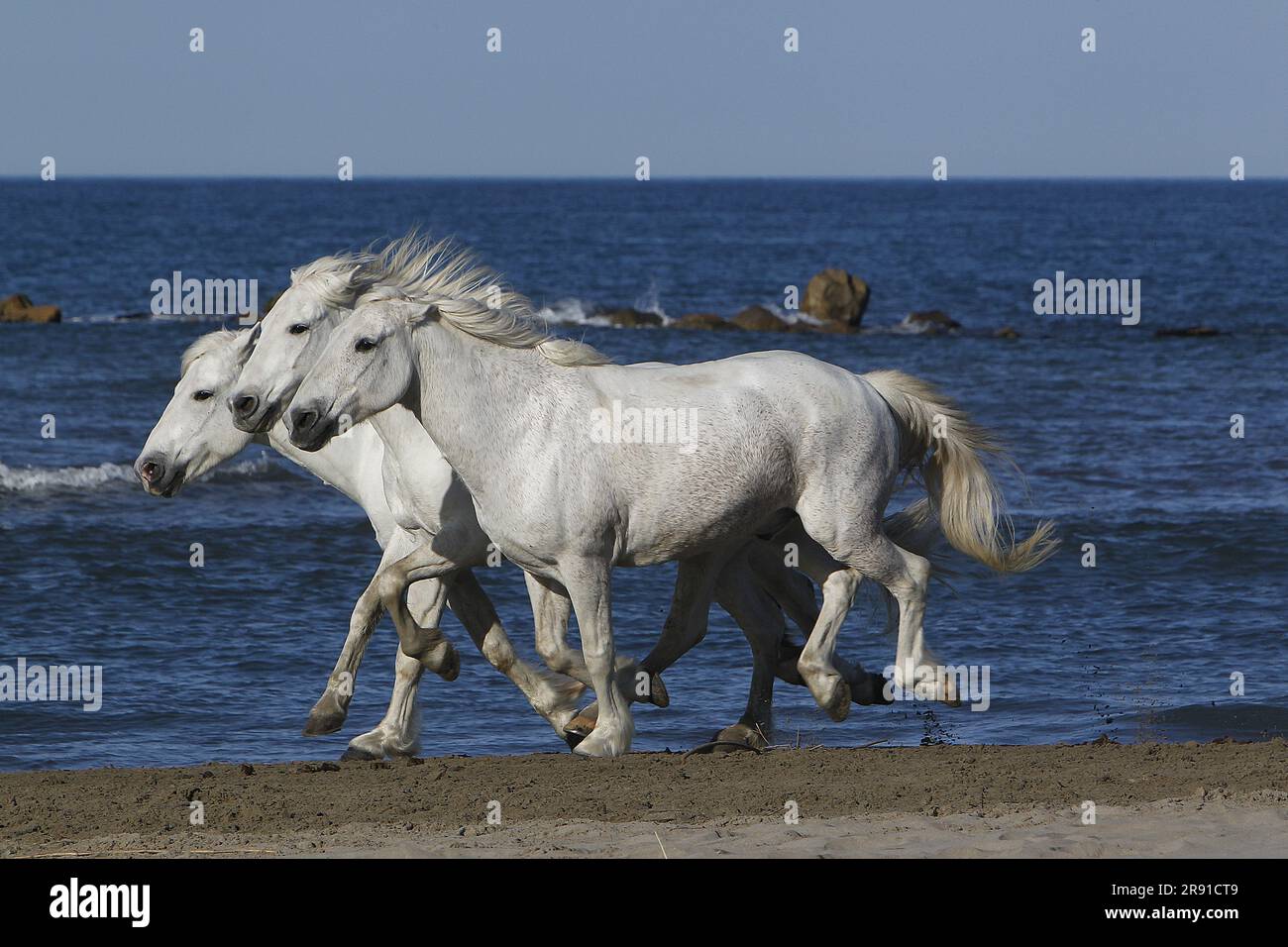 Camargue Horse, Galloping on the Beach, Saintes Marie de la Mer in ...