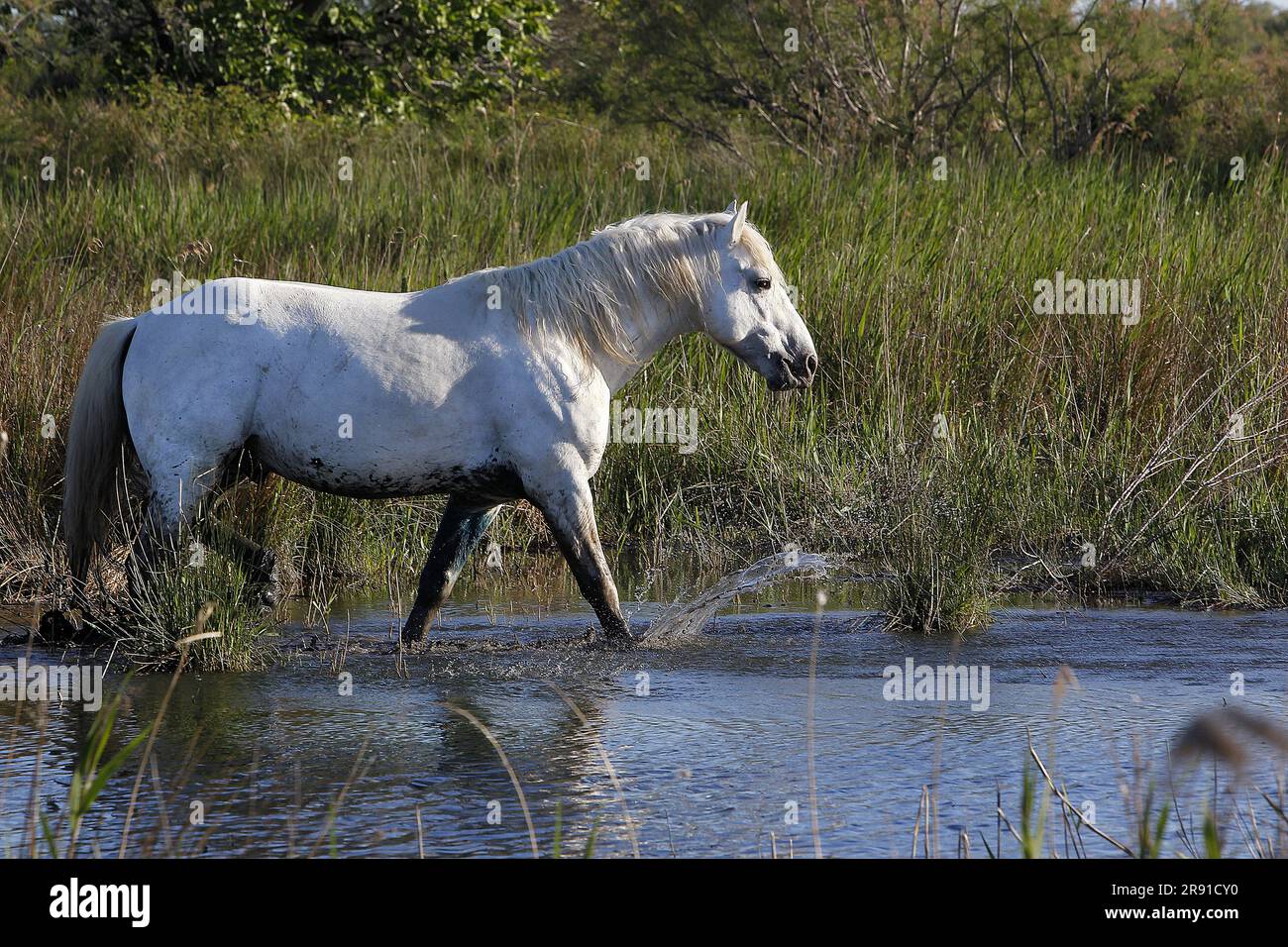 Camargue Horse, Stallion Standing in Swamp, Saintes Marie de la Mer in ...