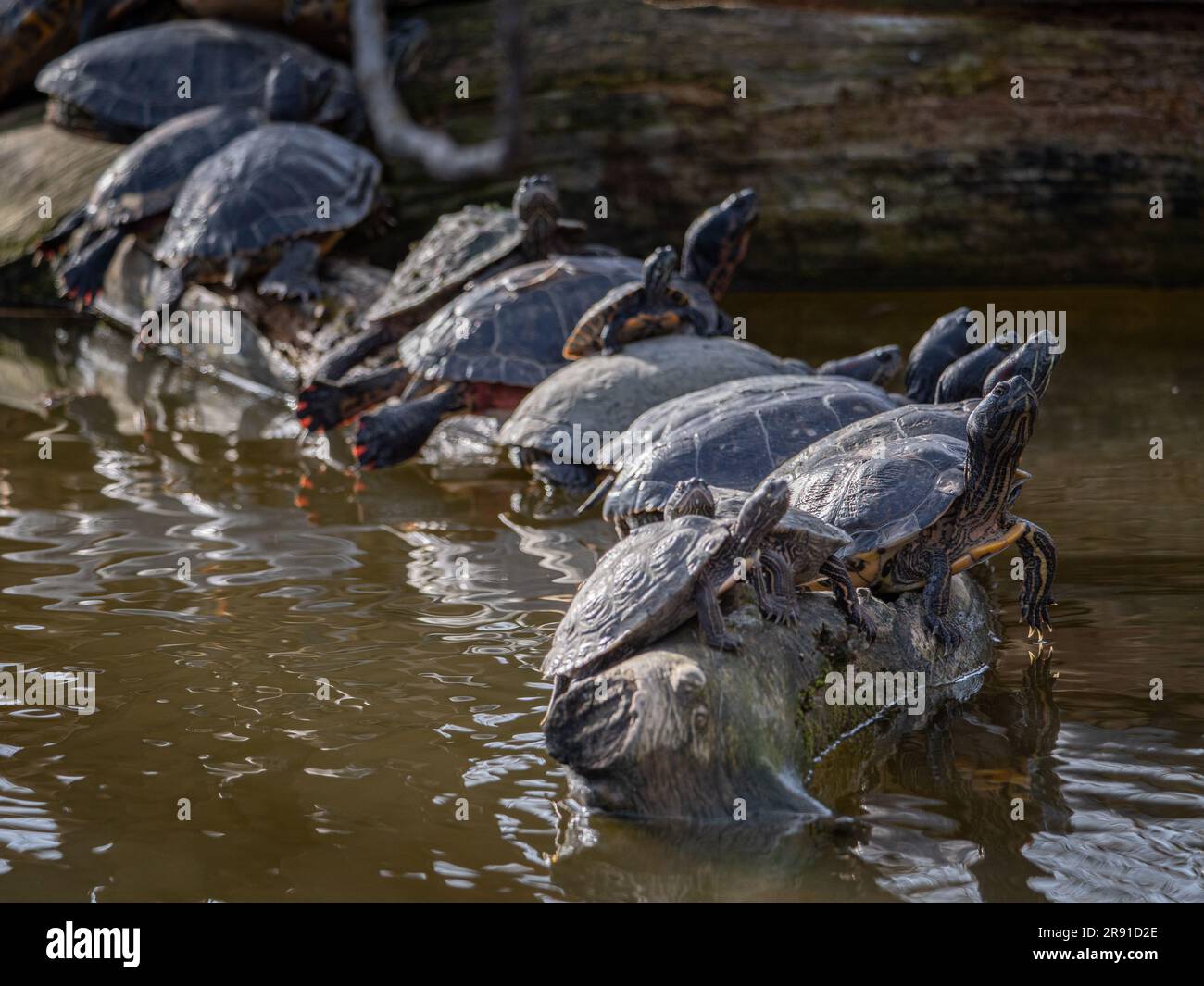 A group of turtles resting at Parc de la Tete d'Or in Lyon, France ...