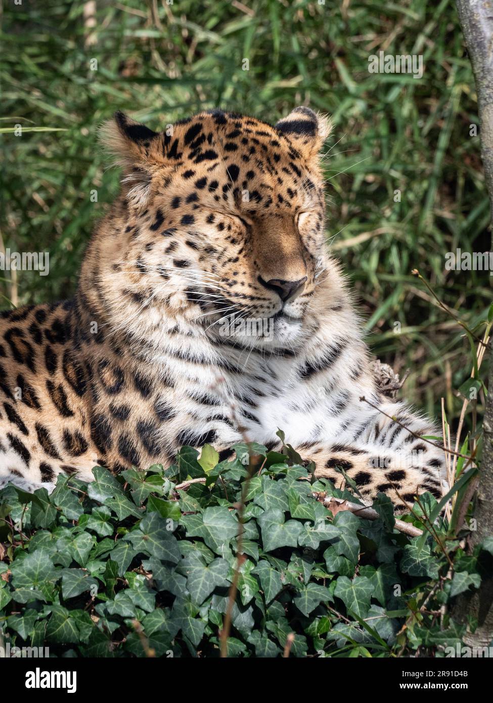 A beautiful leopard lounging in the Parc de la Tete d'Or in Lyon ...