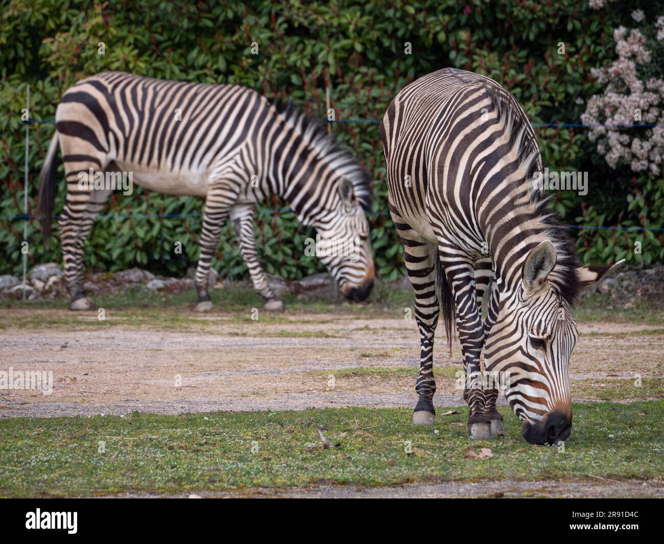 A beautiful zebra stands in the savannah of the Parc de la Tete d'Or in ...