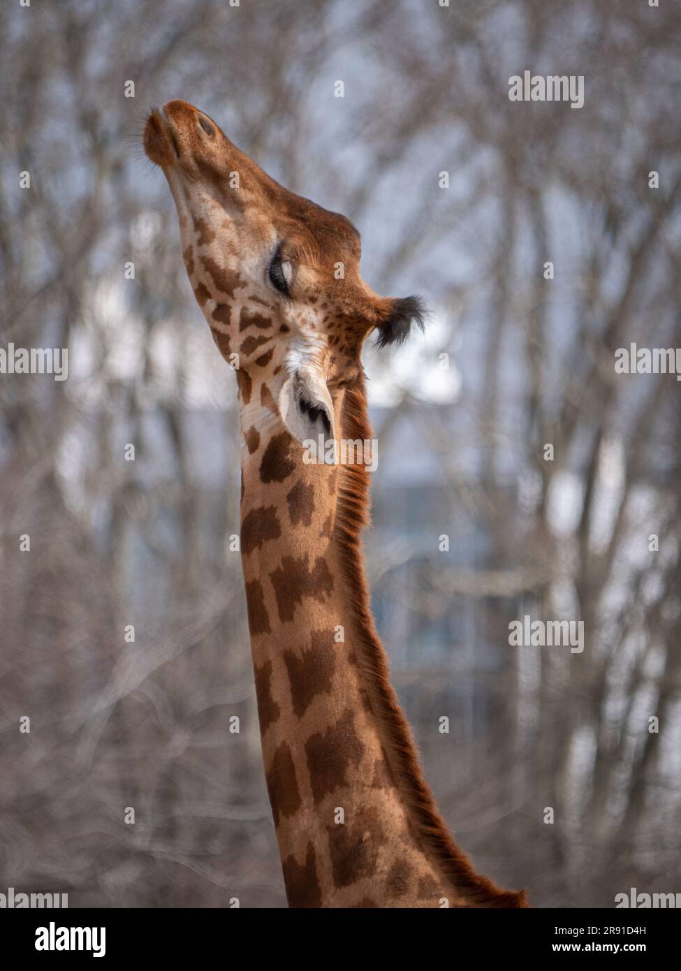 A peaceful image of a giraffe standing in the savannah at the Parc de ...