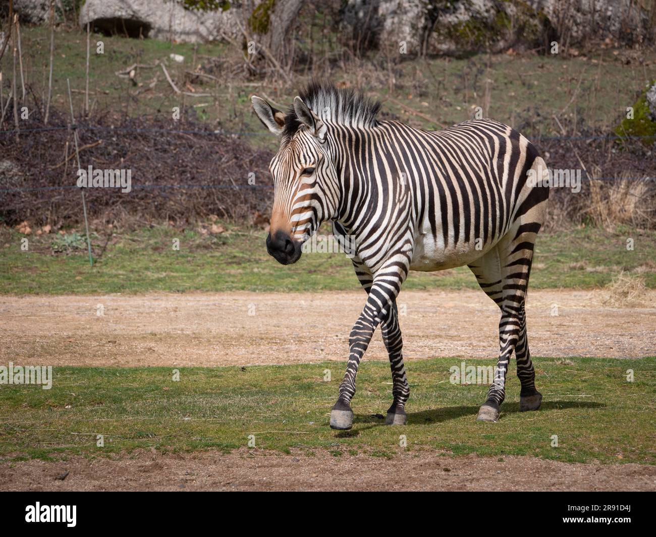 A beautiful zebra stands in the savannah of the Parc de la Tete d'Or in ...