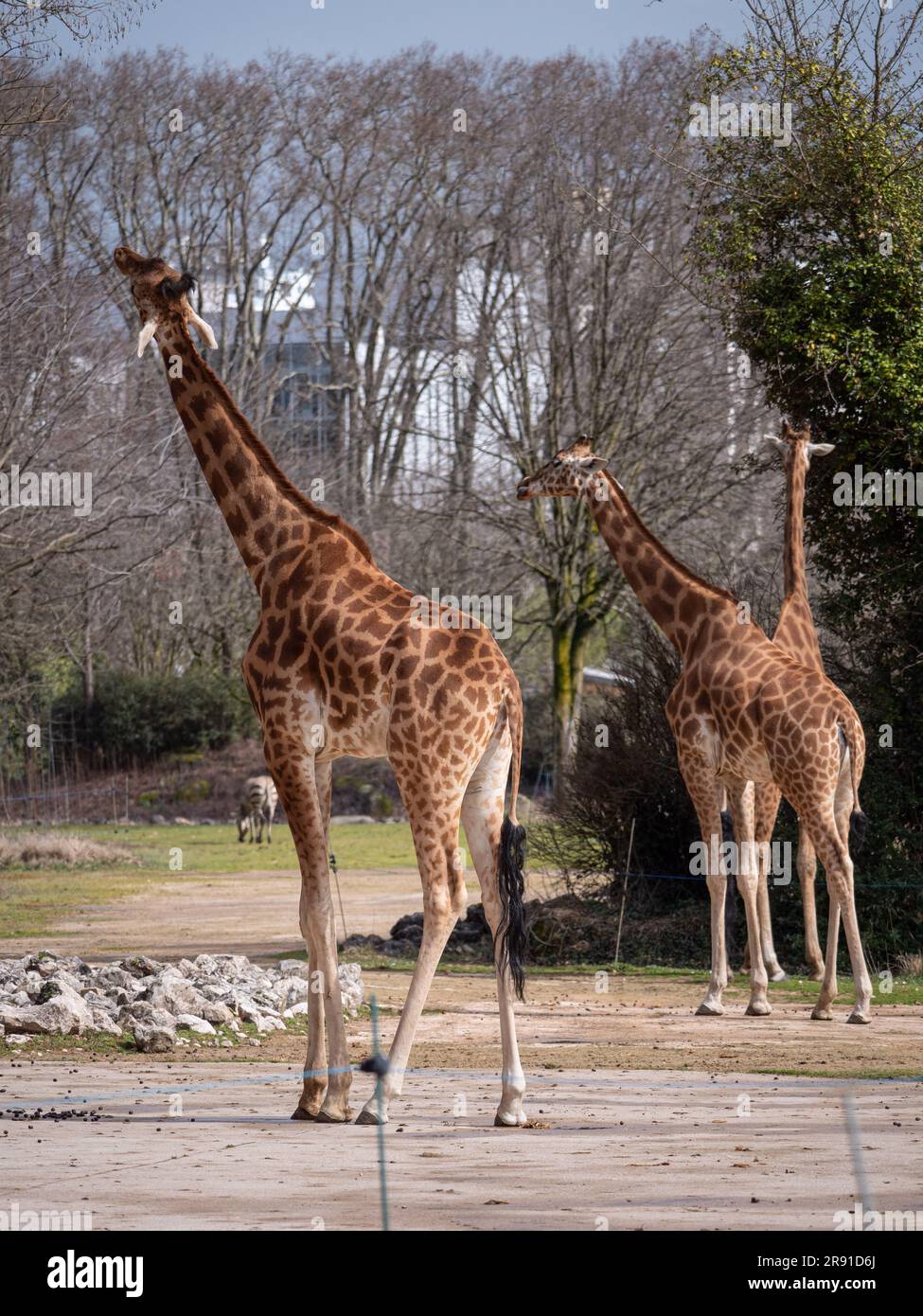 A peaceful image of a giraffes standing in the savannah at the Parc de ...