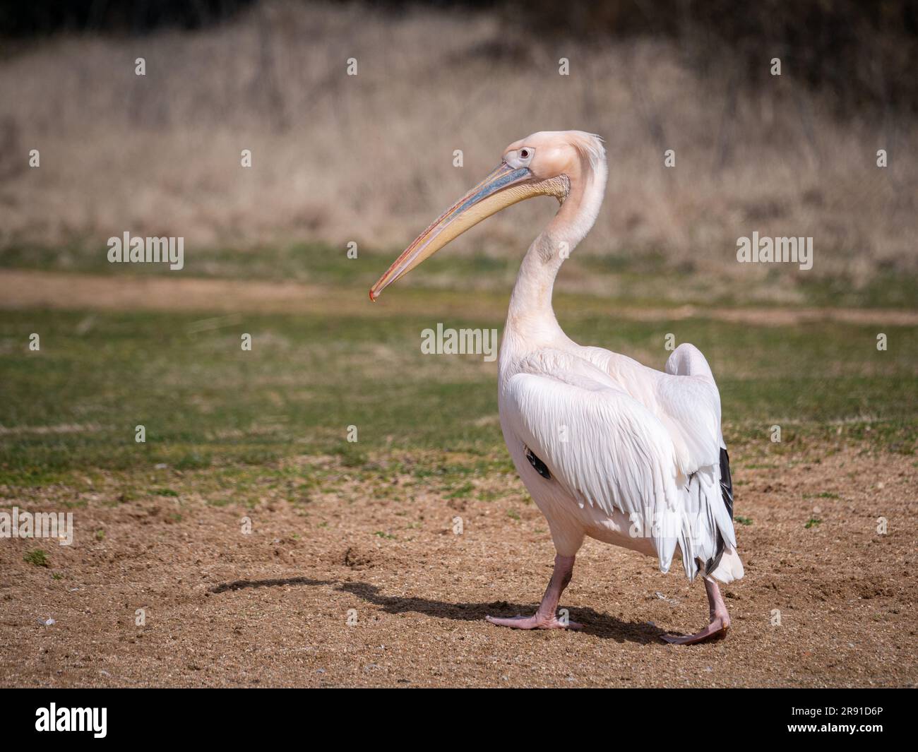 A stunning image of a pink pelican in its natural habitat, the savannah ...