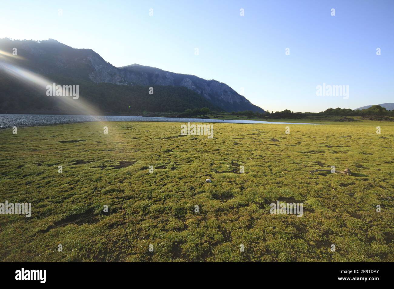 Photo of Parque Nacional Conguillo Chile Stock Photo - Alamy