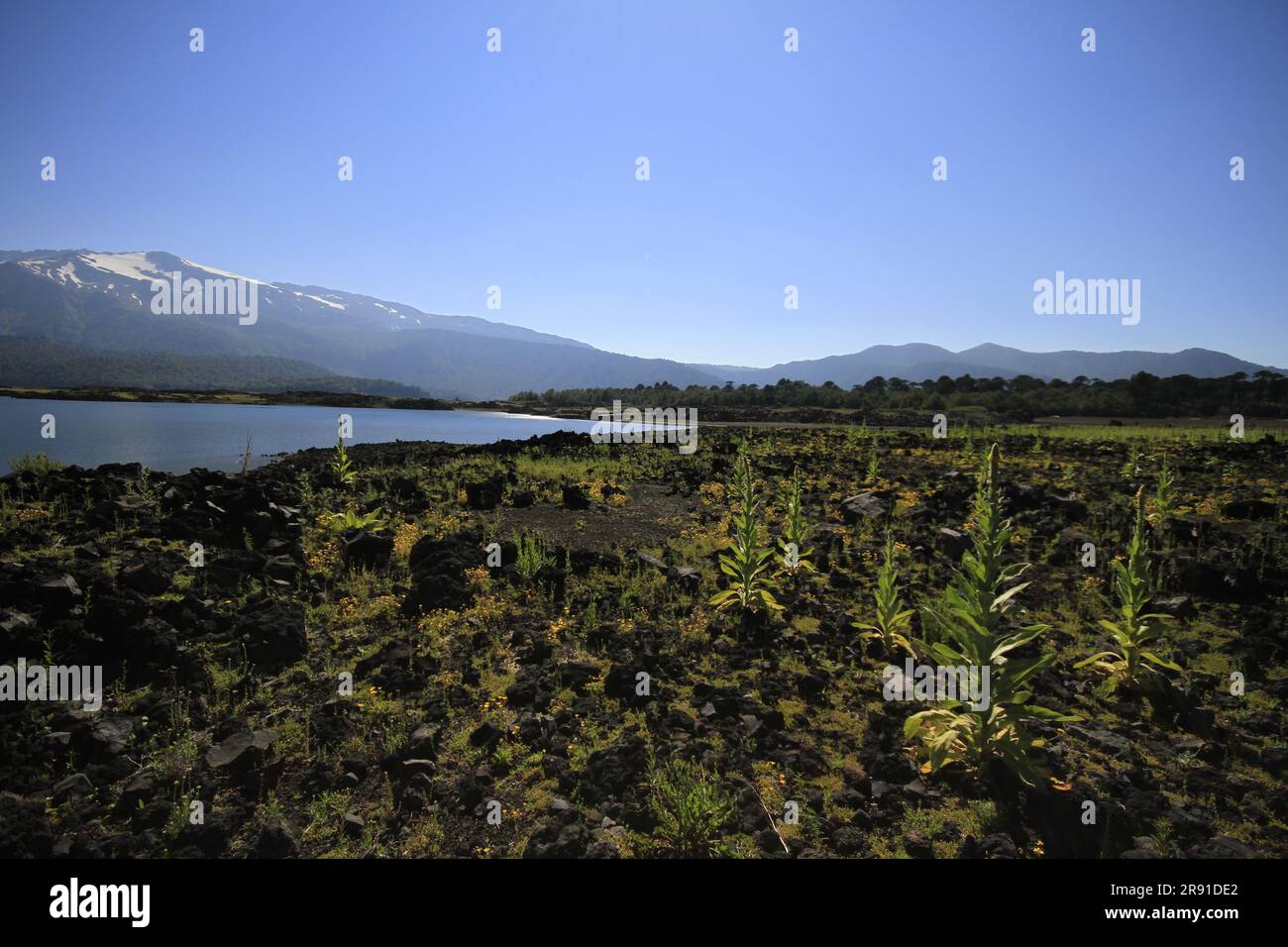 Conguillo national park hi-res stock photography and images - Alamy