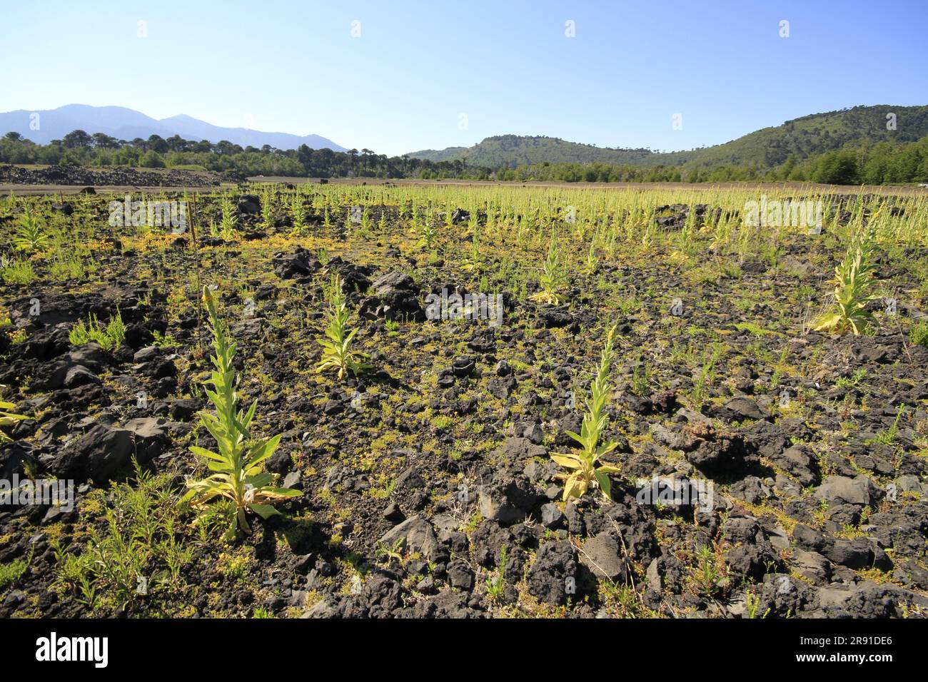 Parque Nacional Conguillo Chile Stock Photo - Alamy