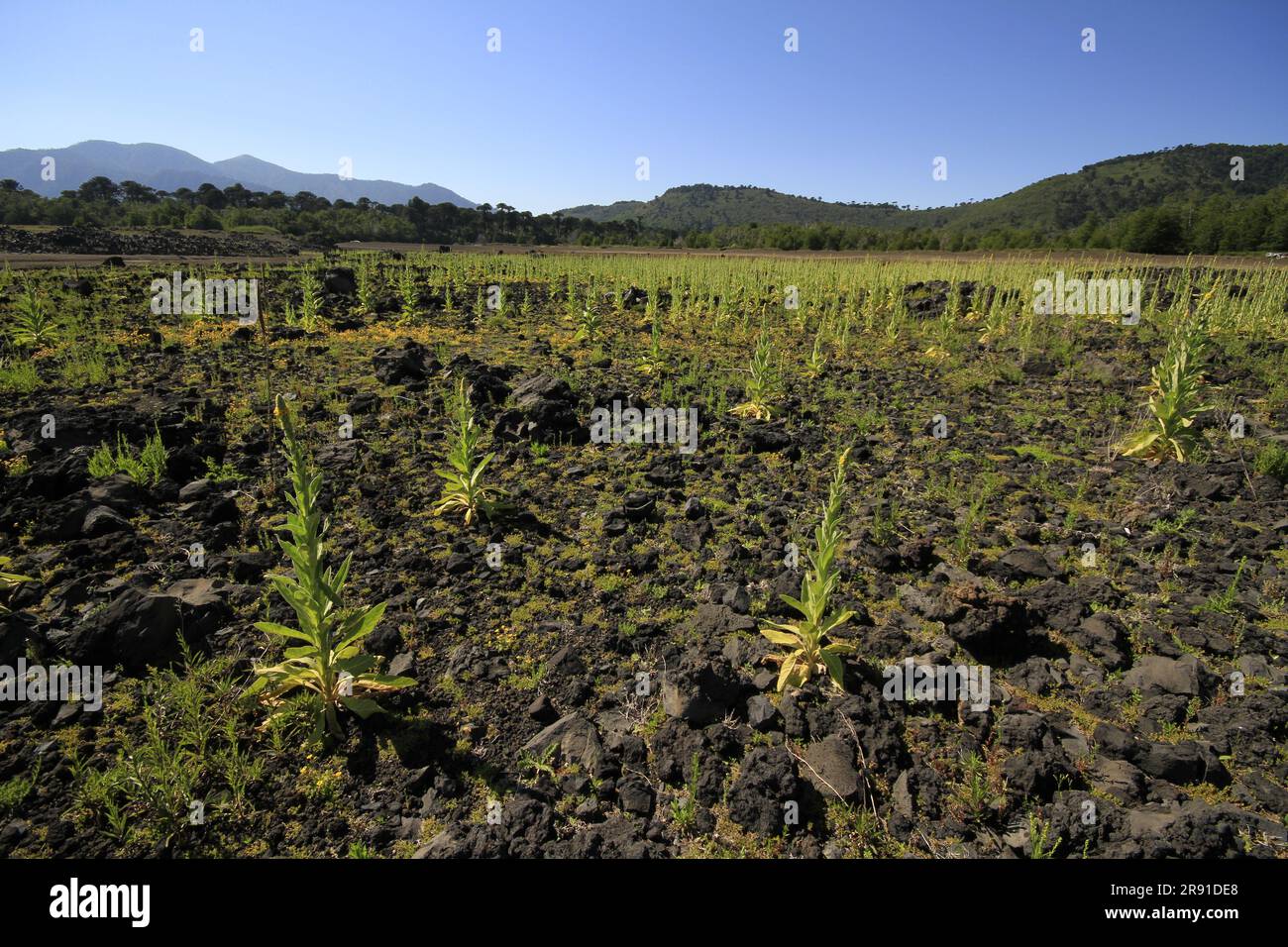 Parque Nacional Conguillo Chile Stock Photo - Alamy