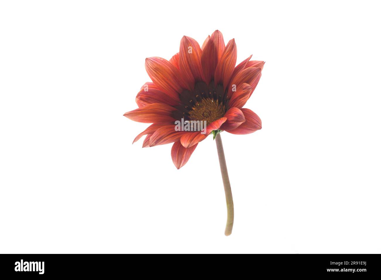 Beautiful red and yellow Gazania flowers isolated on white background ...