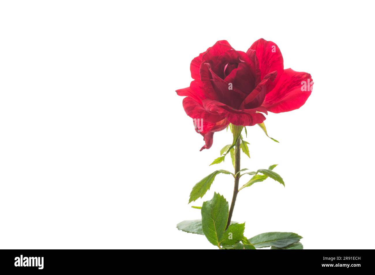 Flowers of beautiful blooming red rose isolated on white background ...