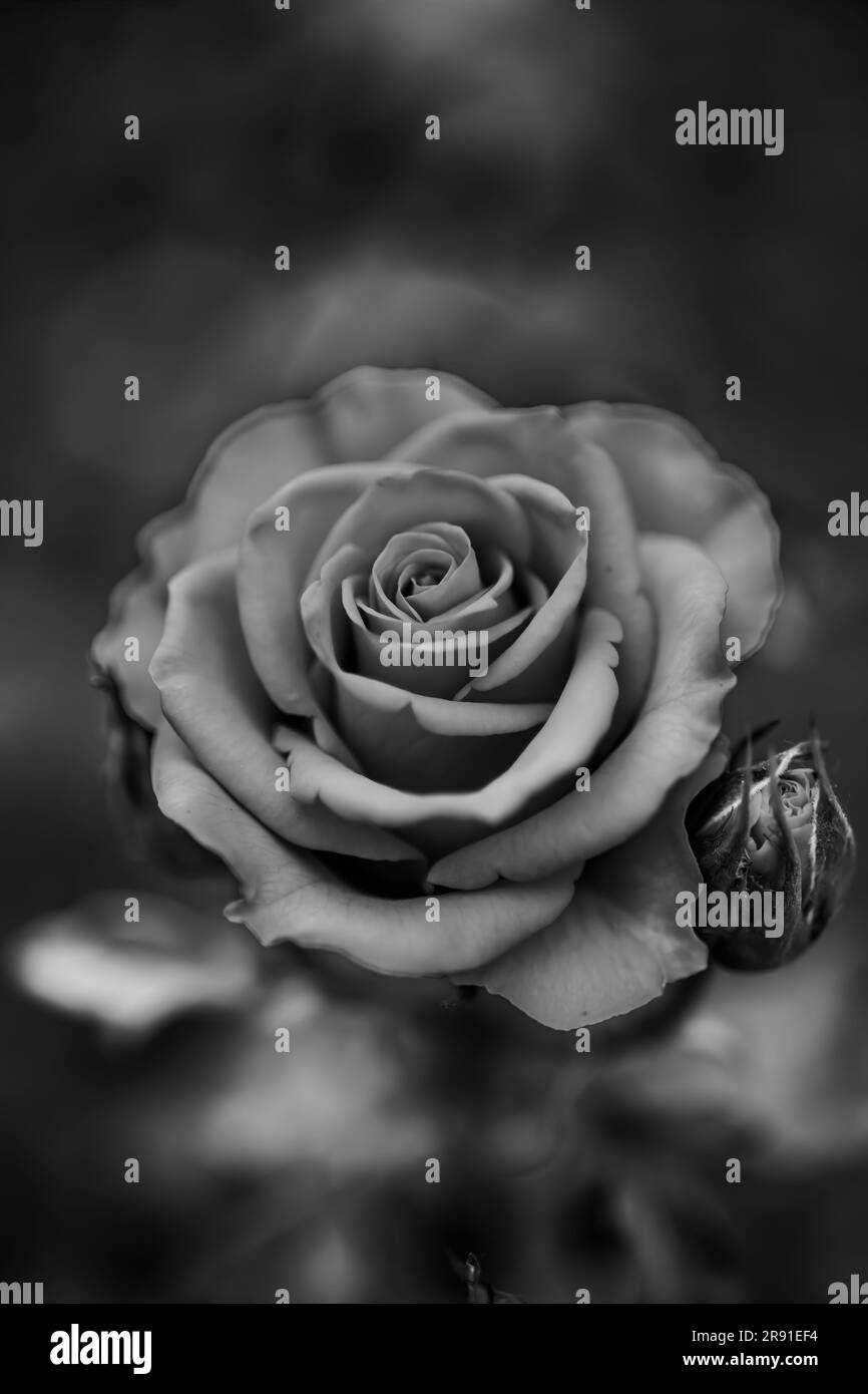 One beautiful wedding gift Black and White Stock Photos & Images - Alamy