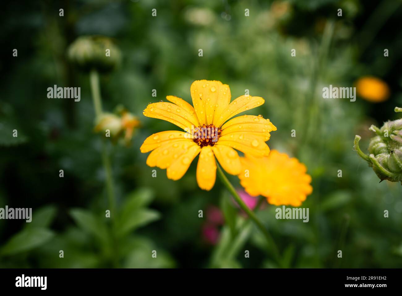 Small world small world magic hi-res stock photography and images - Alamy