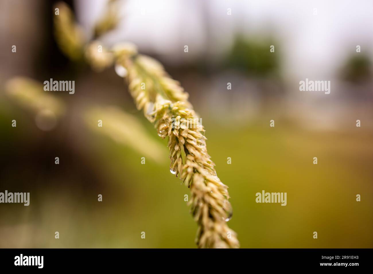 The magic of the macro world, water drops on a beautiful plant Stock ...