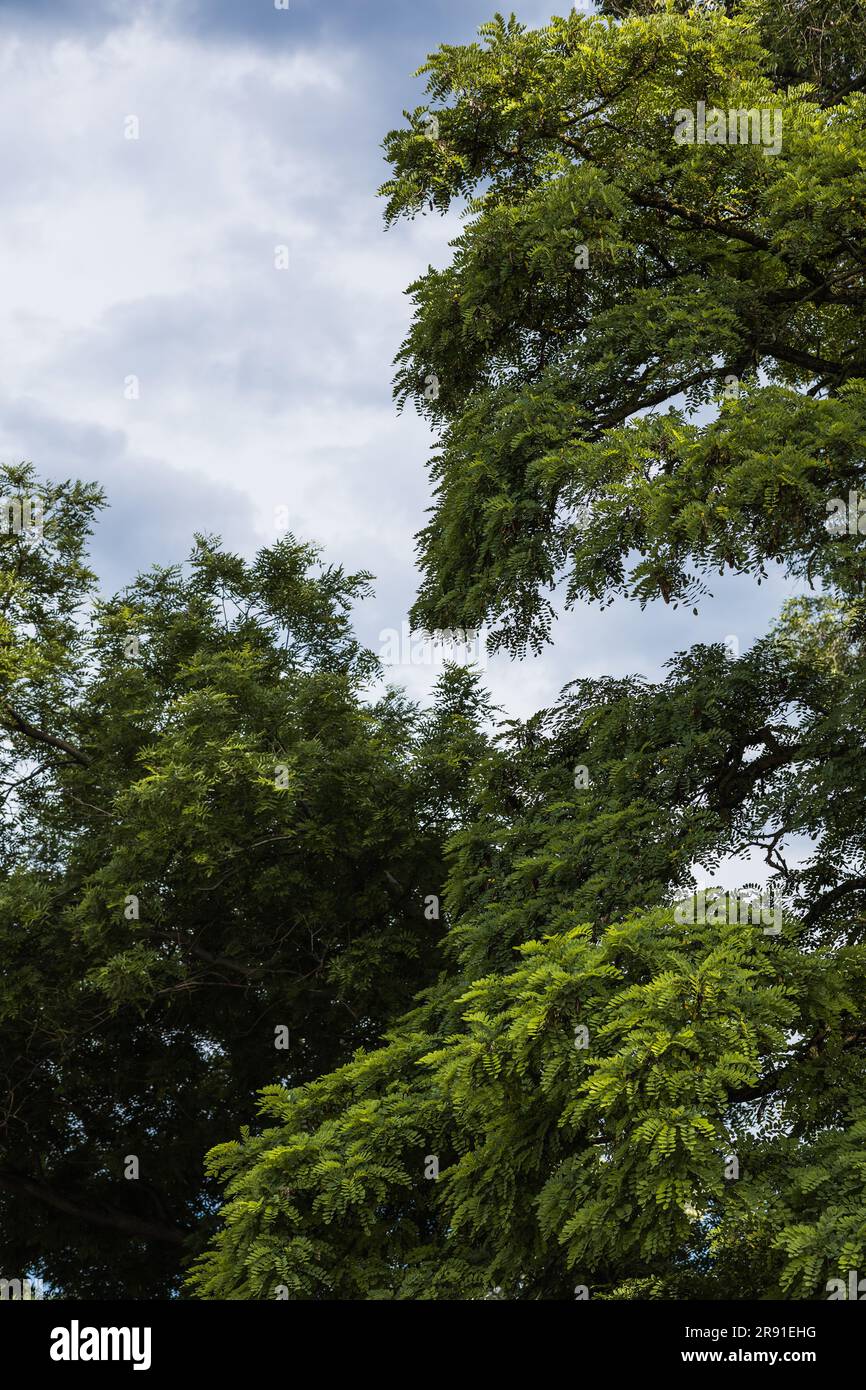 An acacia tree, green and beautiful in the summertime Stock Photo - Alamy