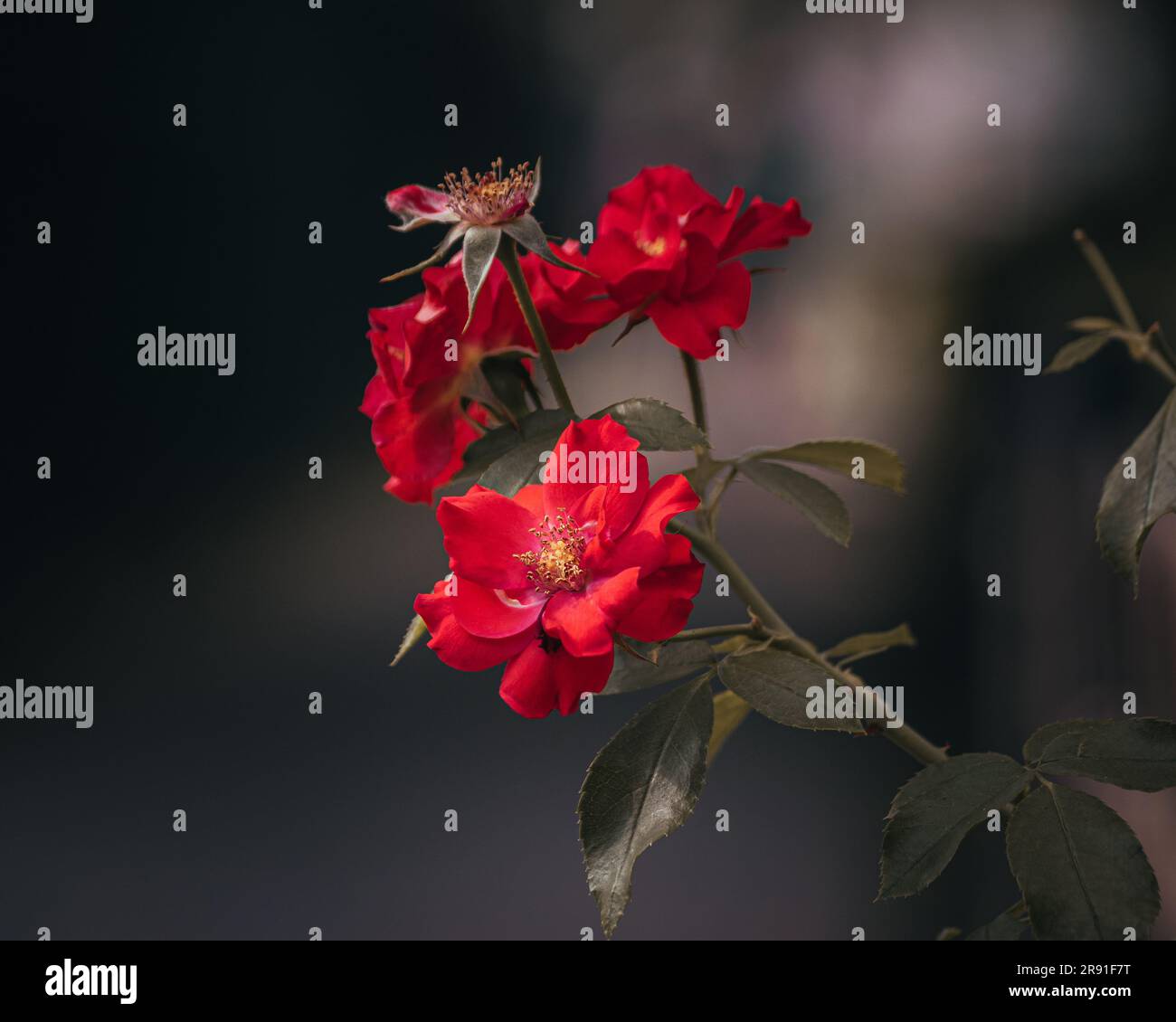 Italian roses hi-res stock photography and images - Alamy