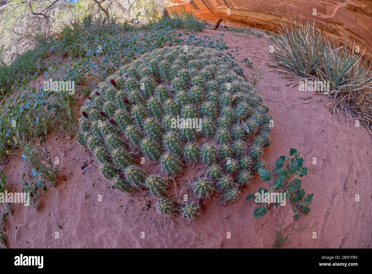 A large cluster of cacti growing along a trail in Deer Canyon in ...