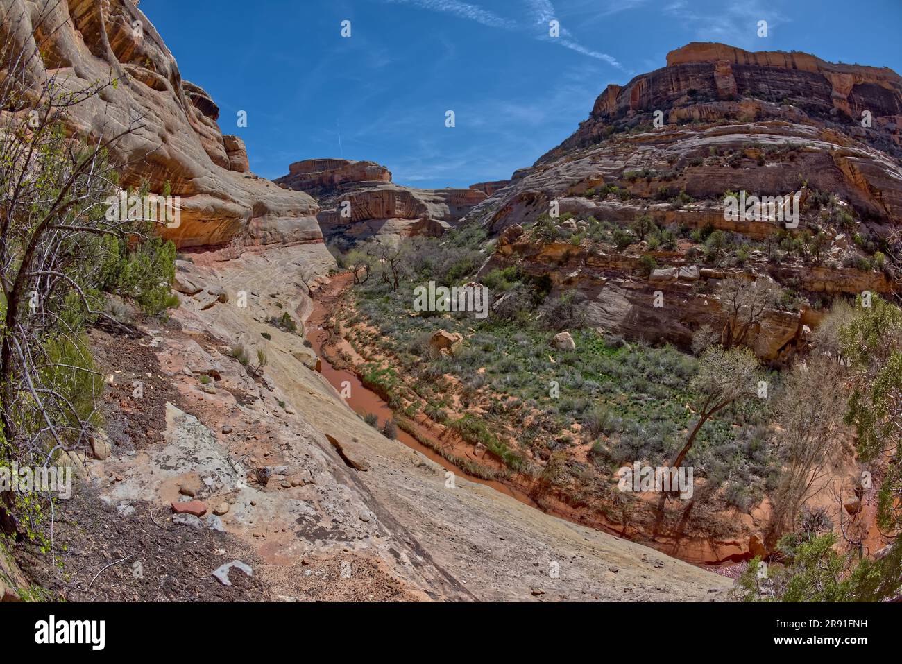 The muddy water of Deer Canyon Creek in Natural Bridges National ...