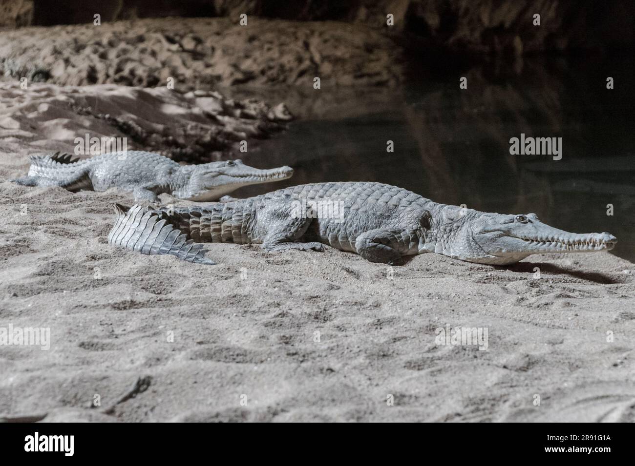 Can You Swim With Fresh Water Crocodiles at Carlos Snyder blog