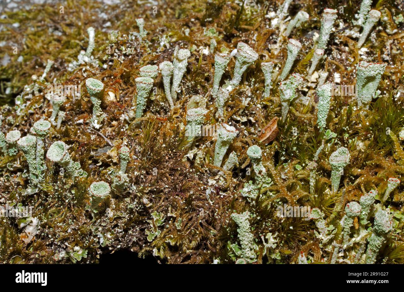 Cladonia coccifera (madame's cup lichen) is a fruticose, cup lichen ...